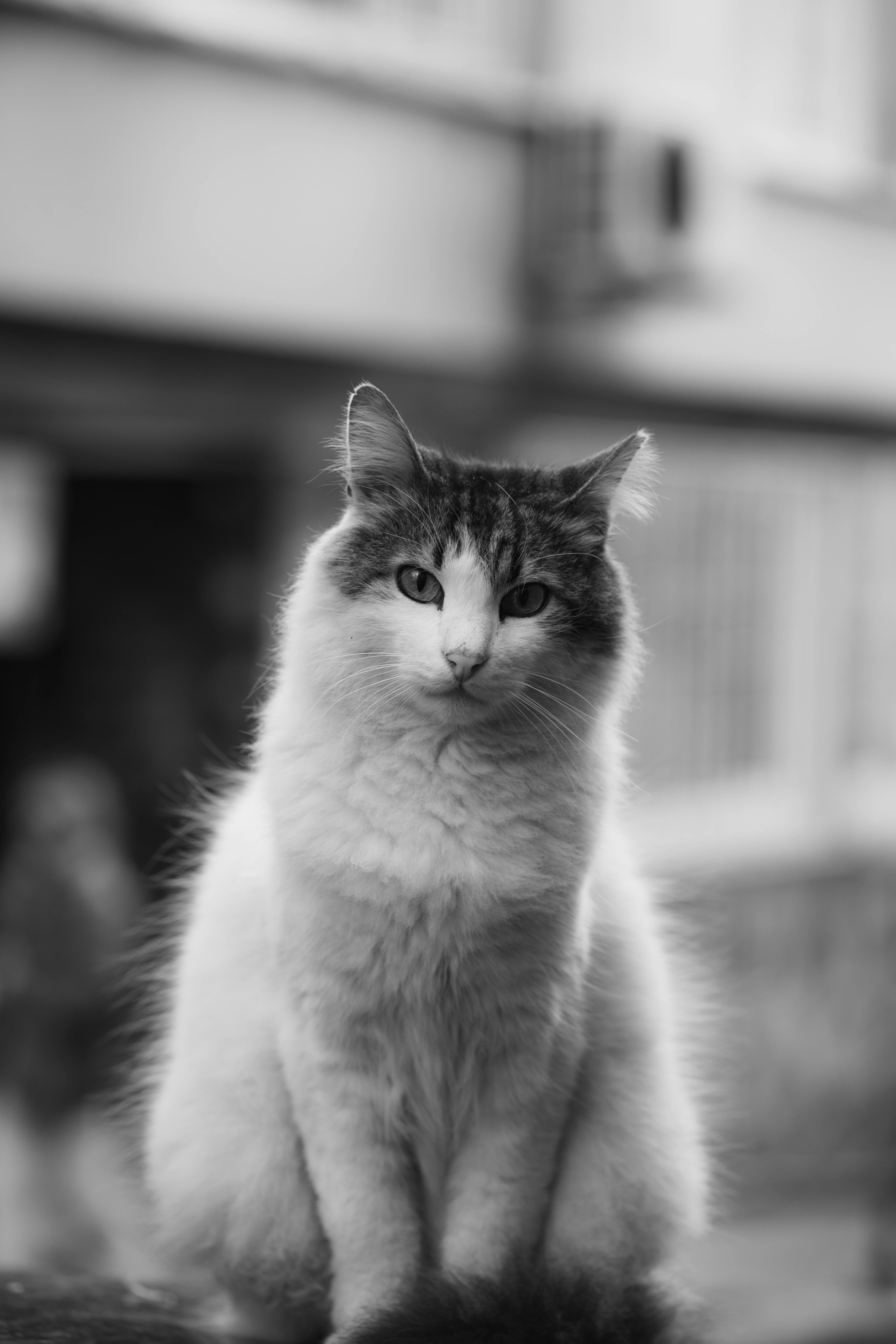 Graceful Cat in Monochrome Portrait · Free Stock Photo