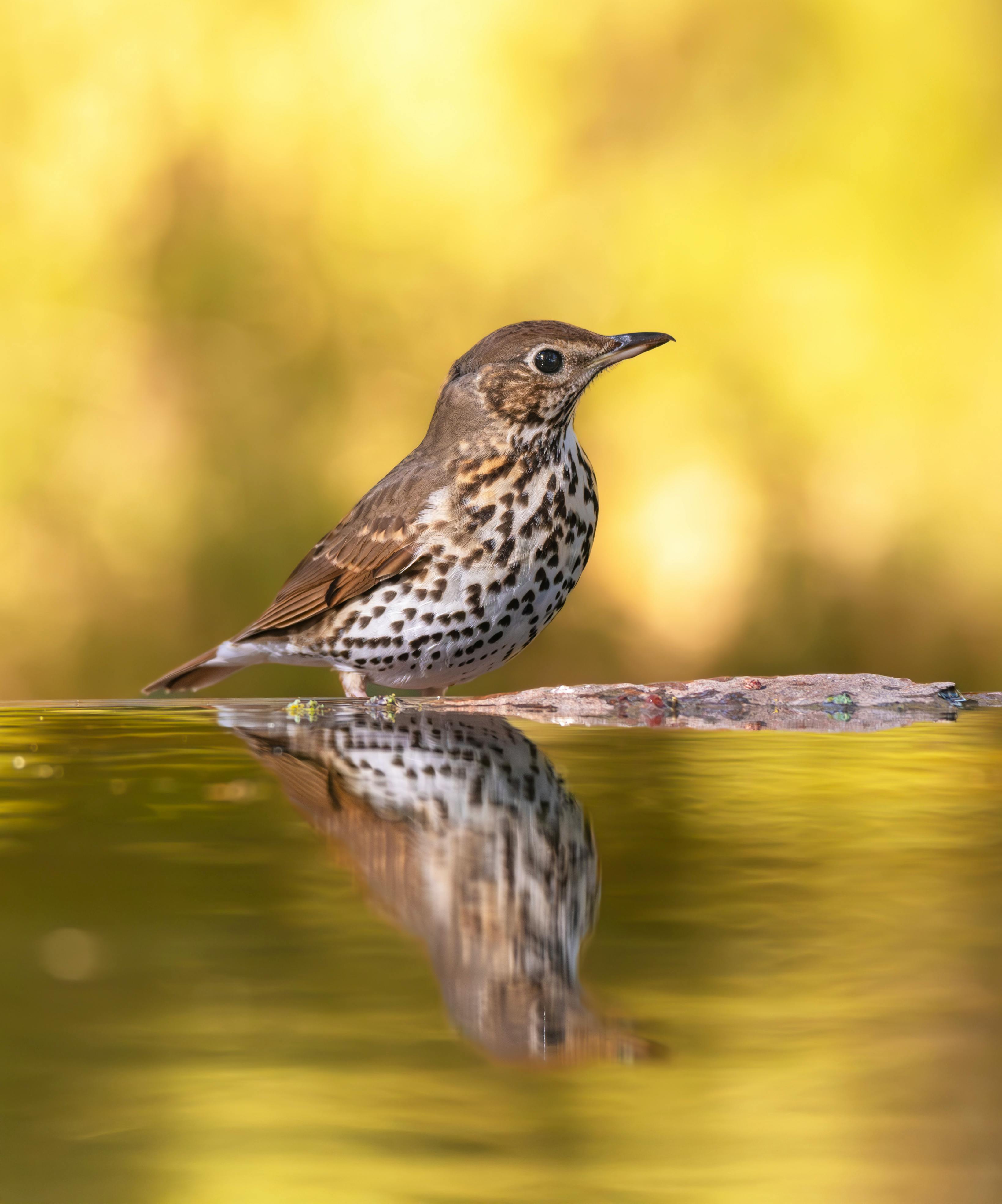 Song Thrush Reflected in Tranquil Water · Free Stock Photo