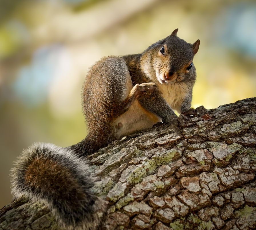 Southern Fox Squirrel Habitat and Population Dynamics