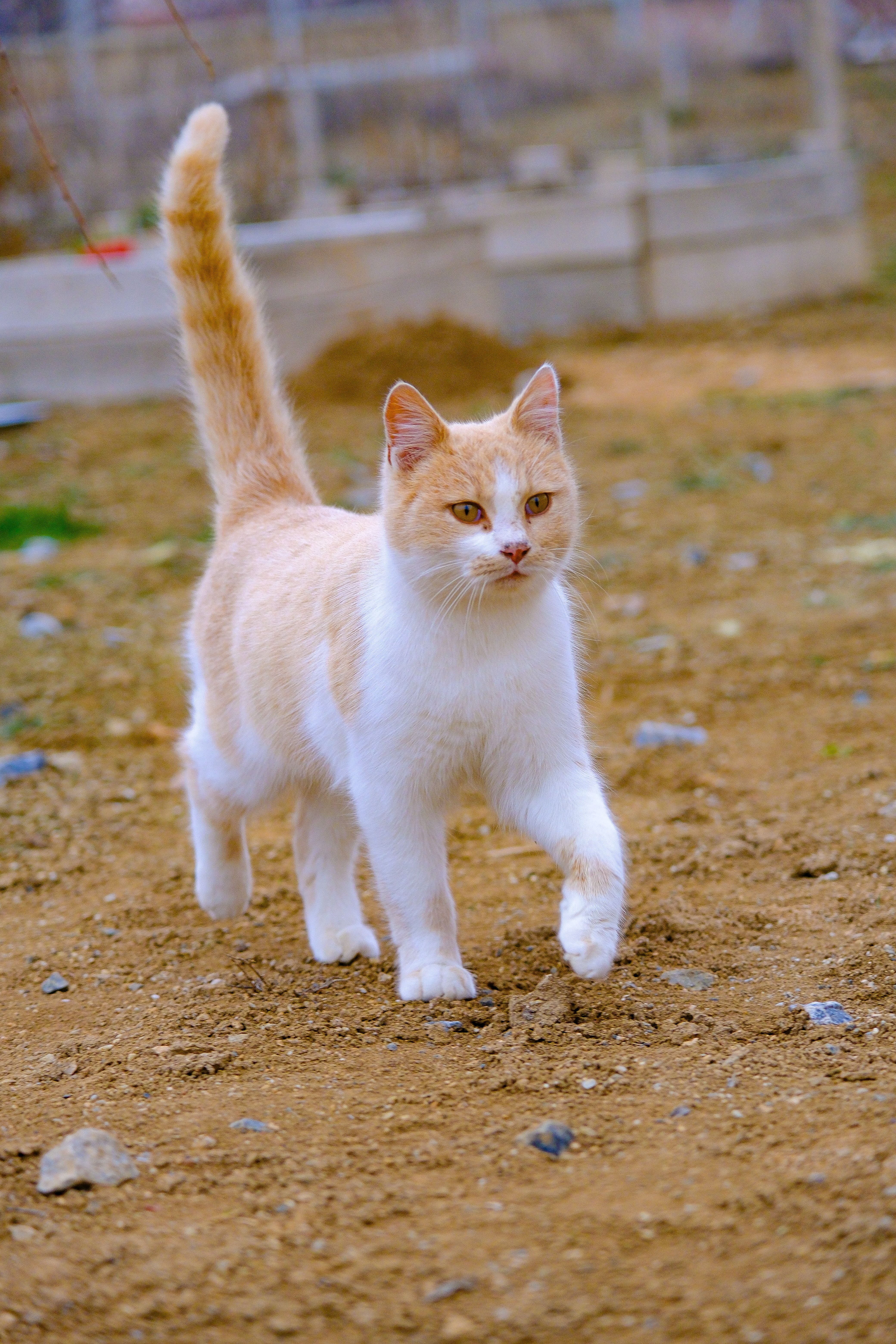 Cute Domestic Cat Walking Outdoors on a Sunny Day · Free Stock Photo