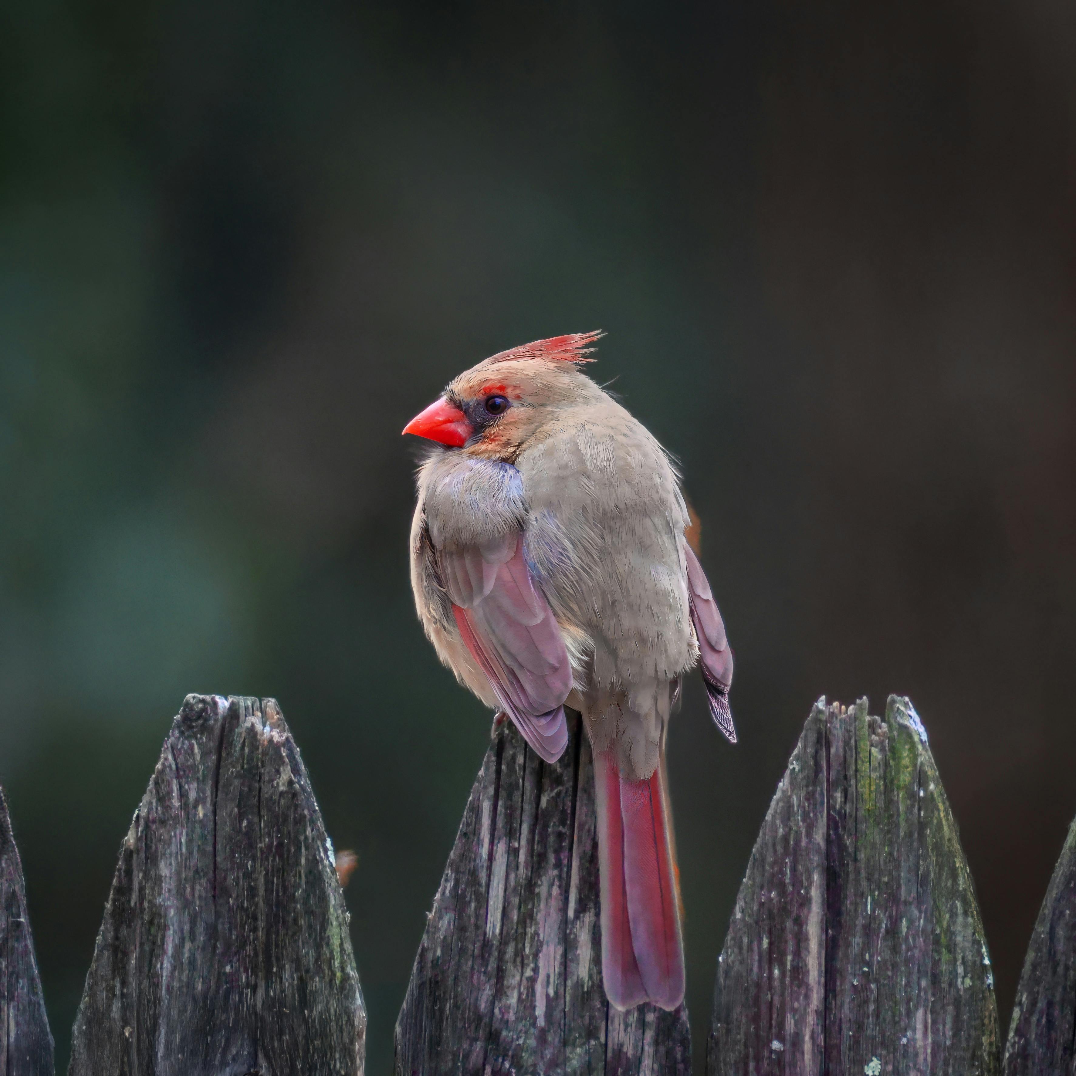 Female Northern Cardinal Perched on Fence in Winter · Free Stock Photo