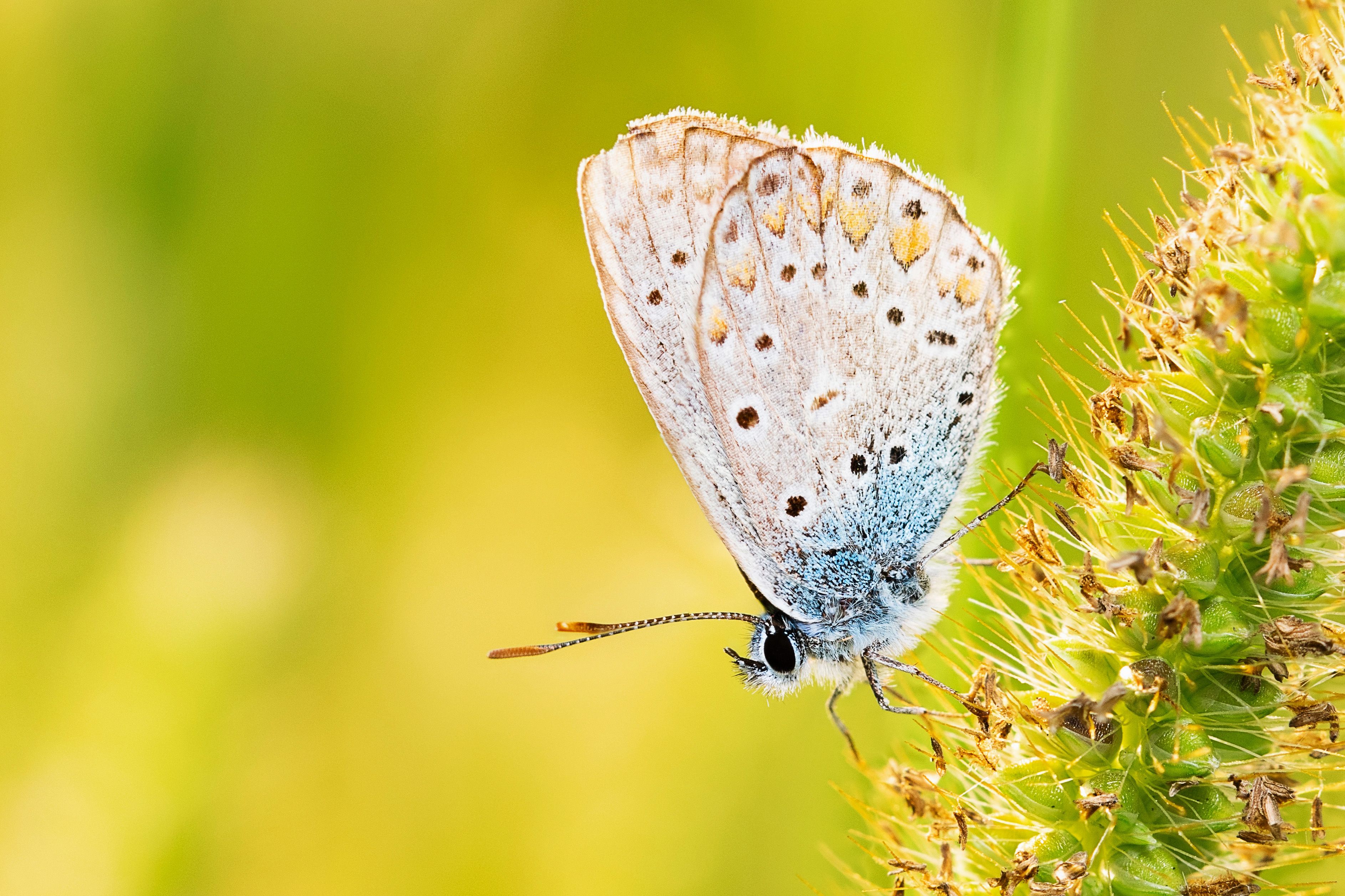 Butterfly Meadows Photos, Download The BEST Free Butterfly Meadows ...