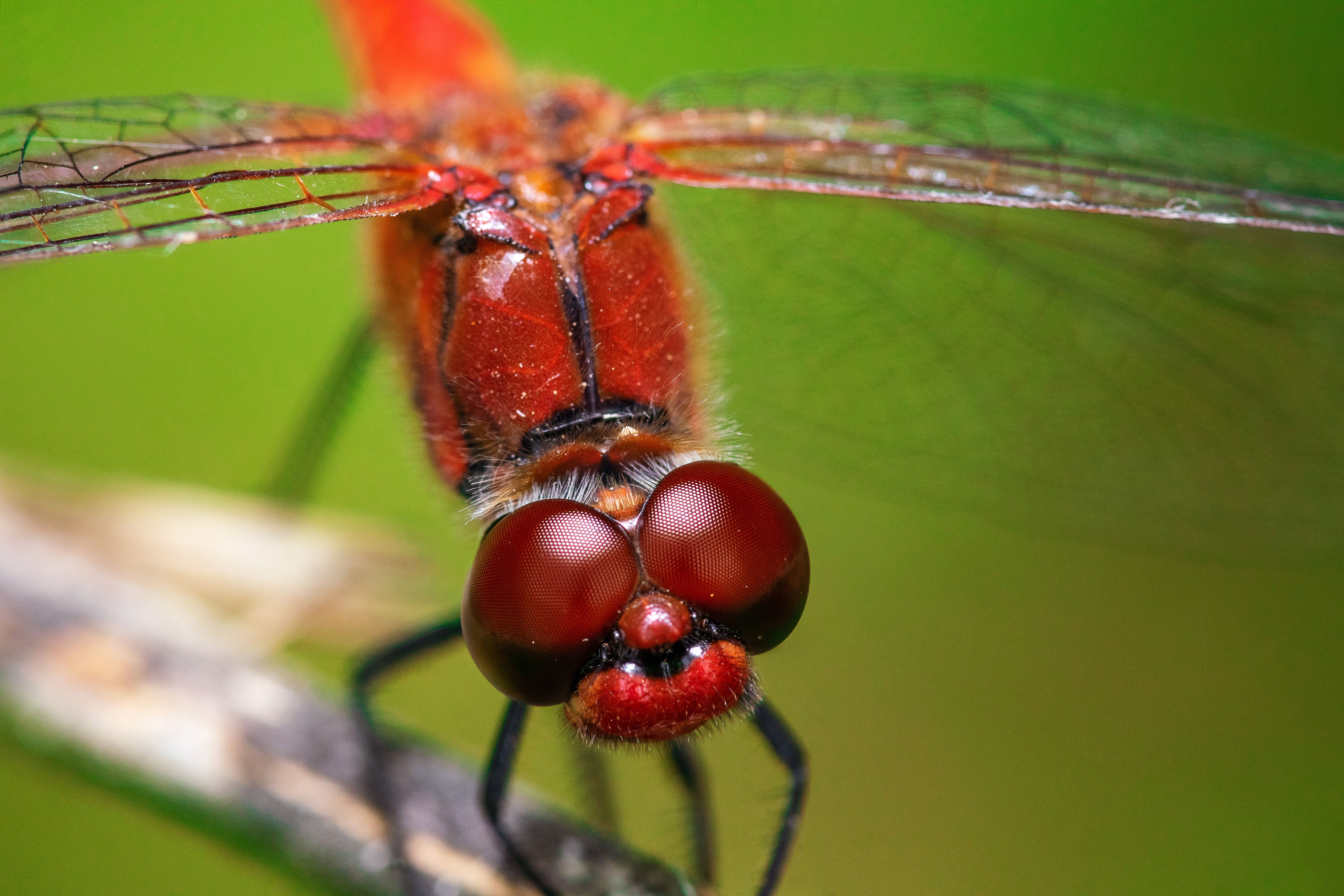 Close-up Macro of Red Dragonfly on Branch · Free Stock Photo
