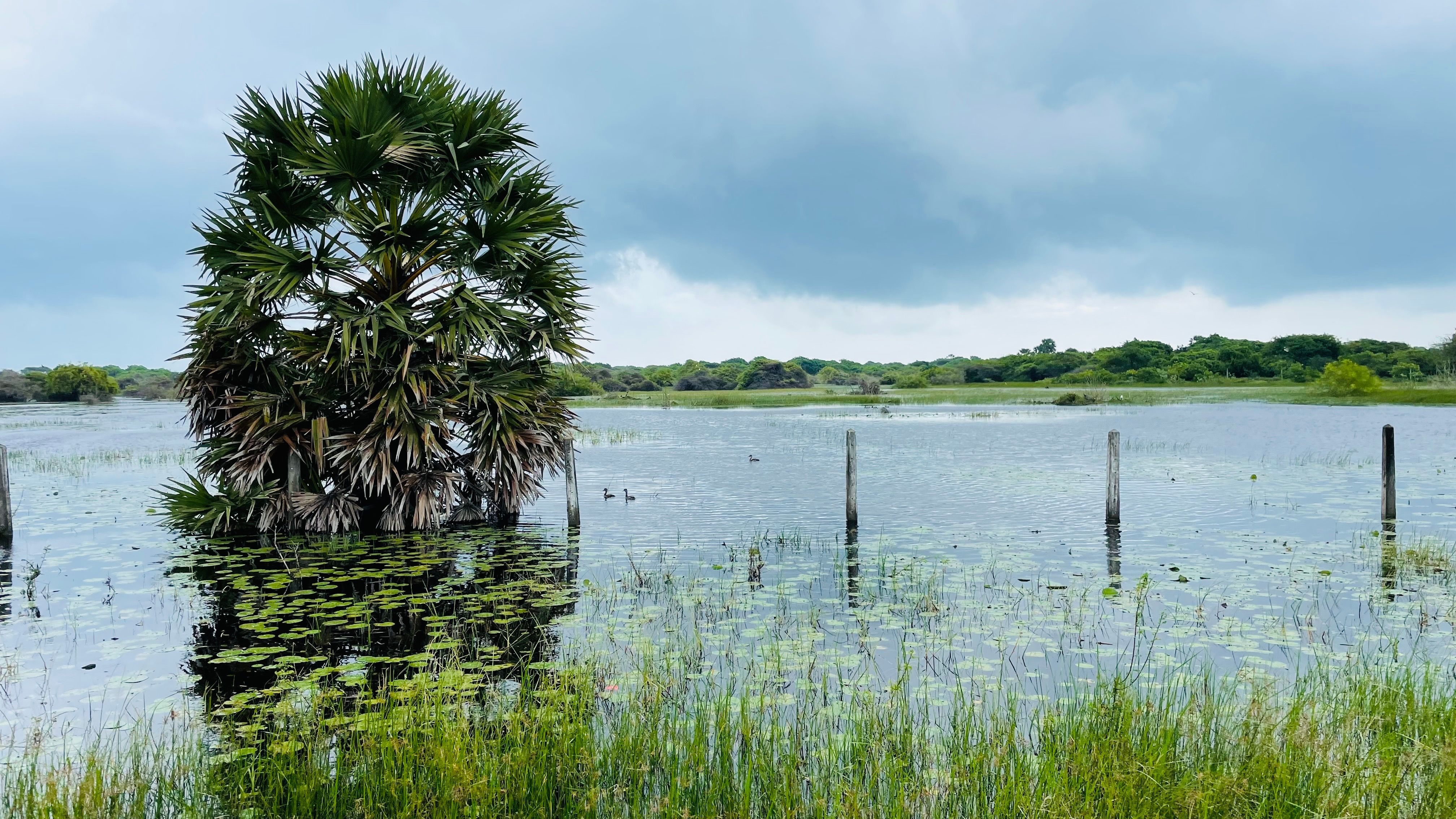 Serene Wetland Landscape with Palm Tree and Lily Pads · Free Stock Photo