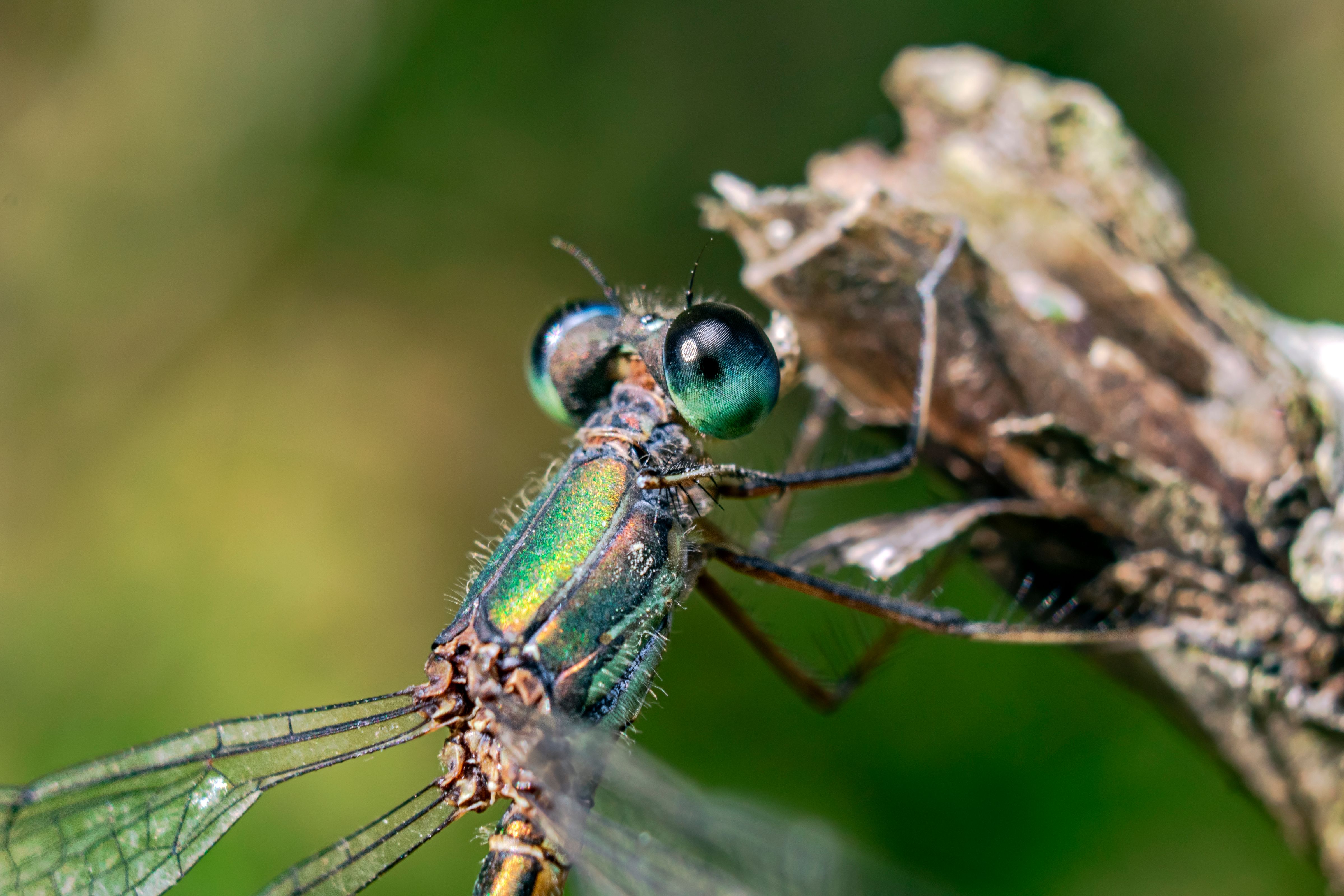 Close-Up Macro Shot of a Dragonfly on a Branch · Free Stock Photo