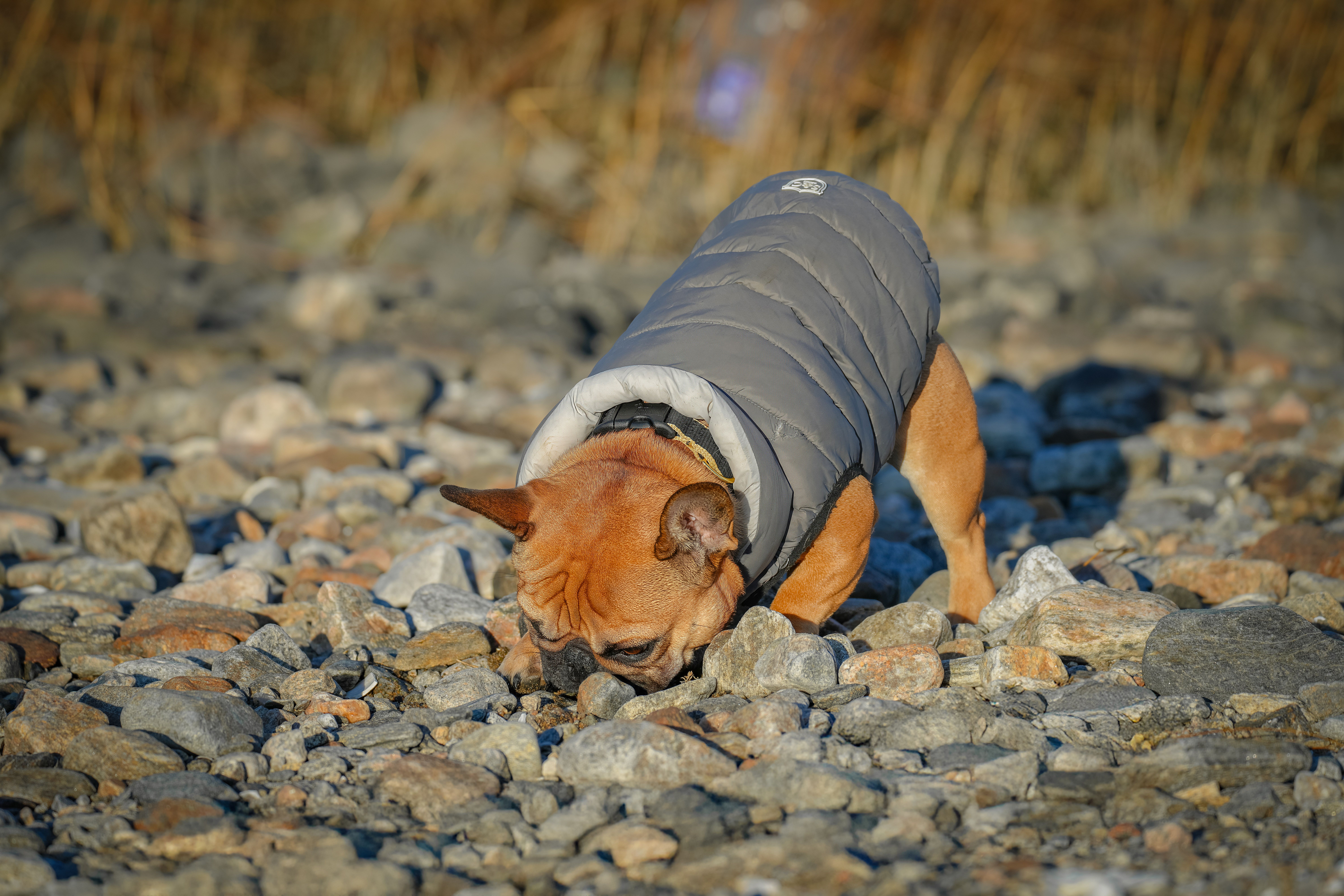 Sniffing Dog Photos, Download The BEST Free Sniffing Dog Stock Photos ...