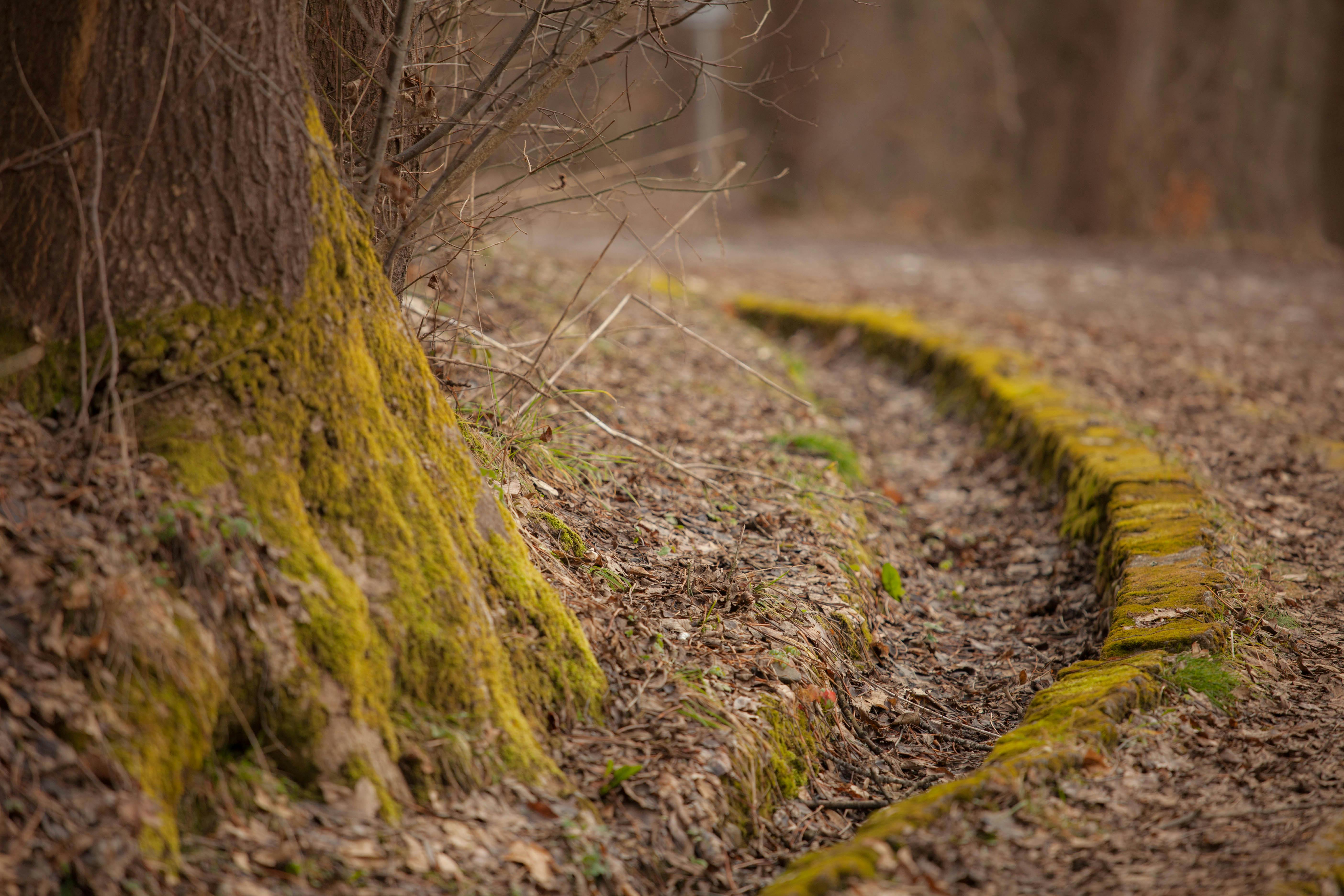 Rustic Forest Scene with Mossy Tree and Path · Free Stock Photo