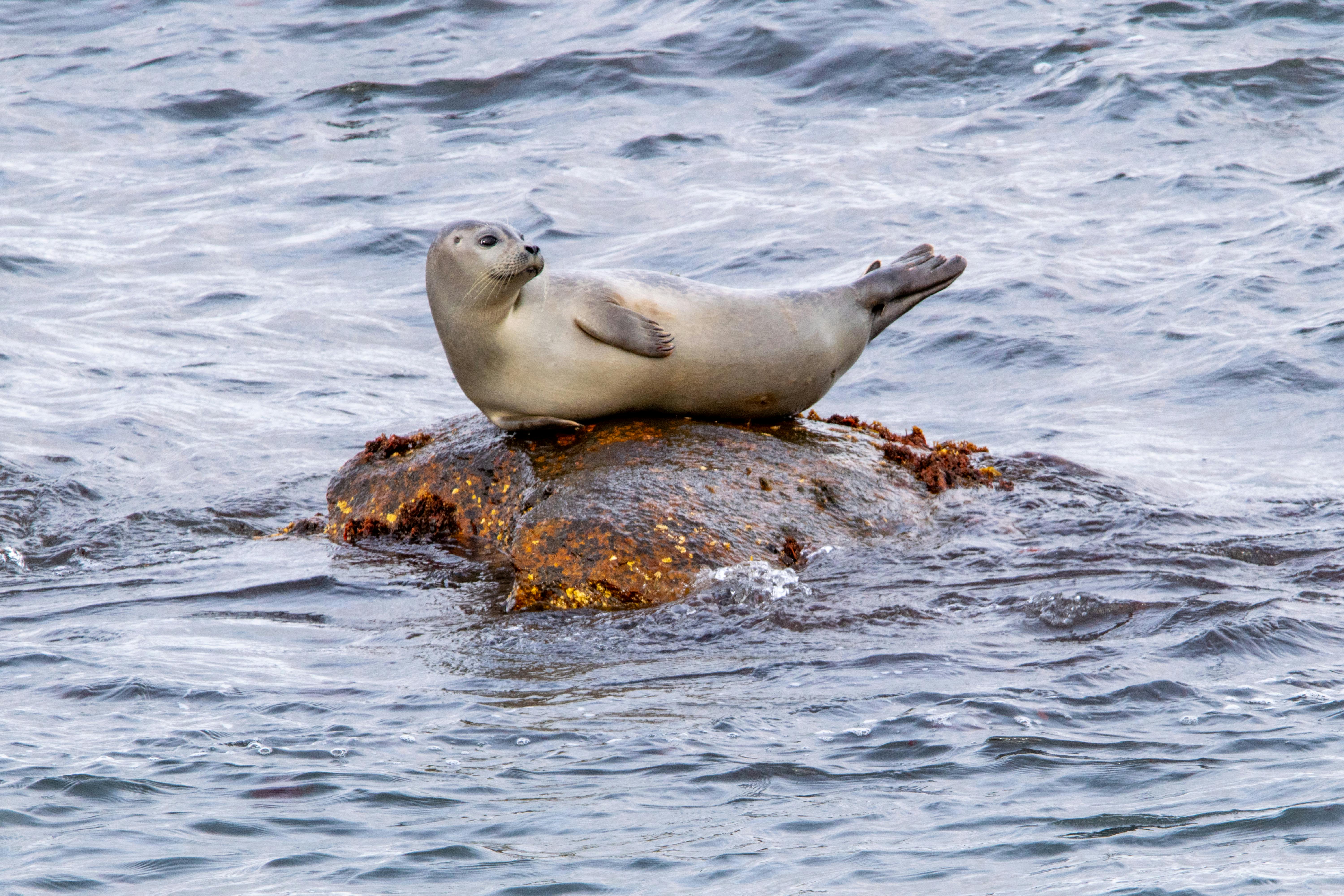 Adorable Foca Común Descansando Sobre Una Roca En El Océano · Foto de ...