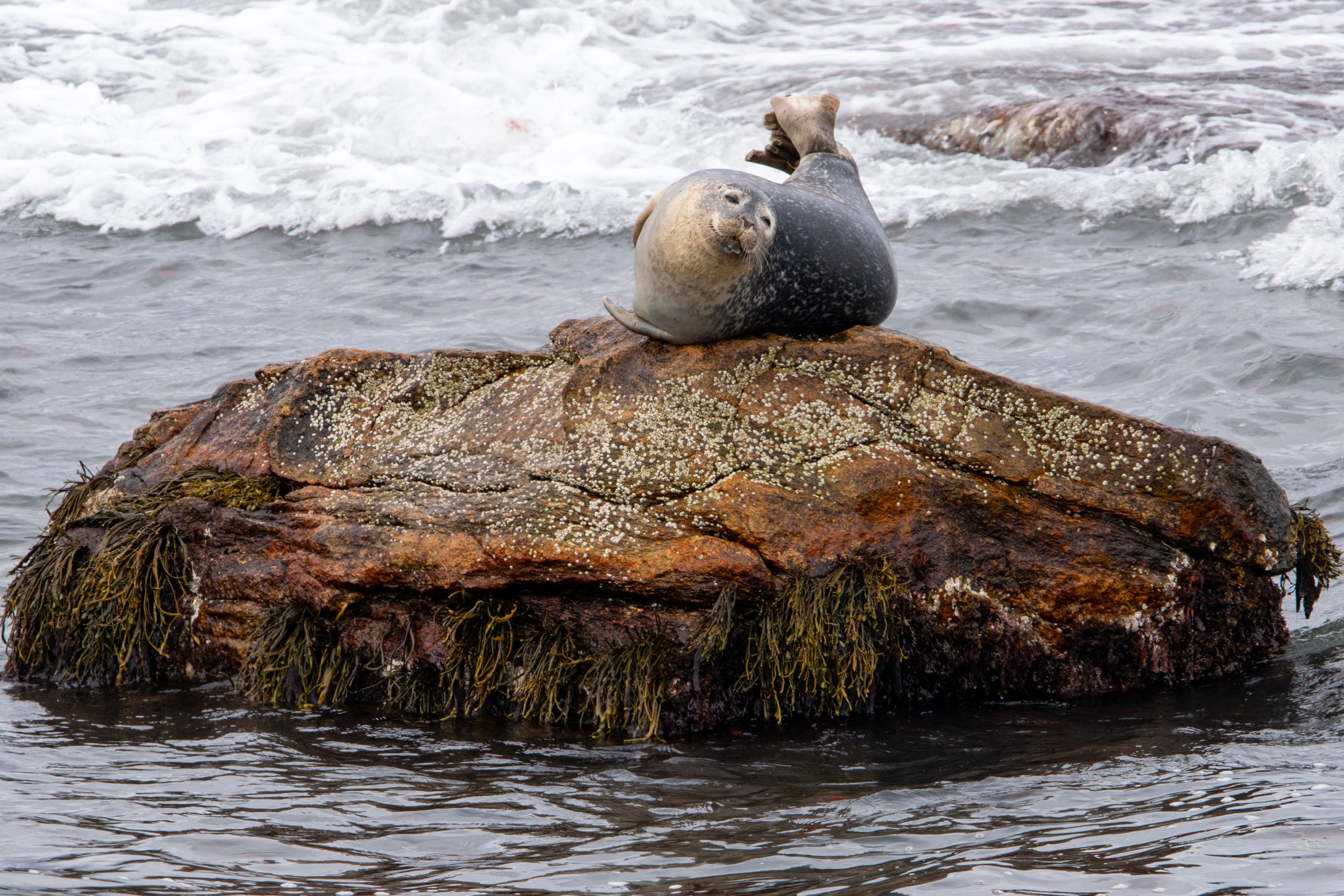 Animal Relaxation Photos, Download The BEST Free Animal Relaxation ...
