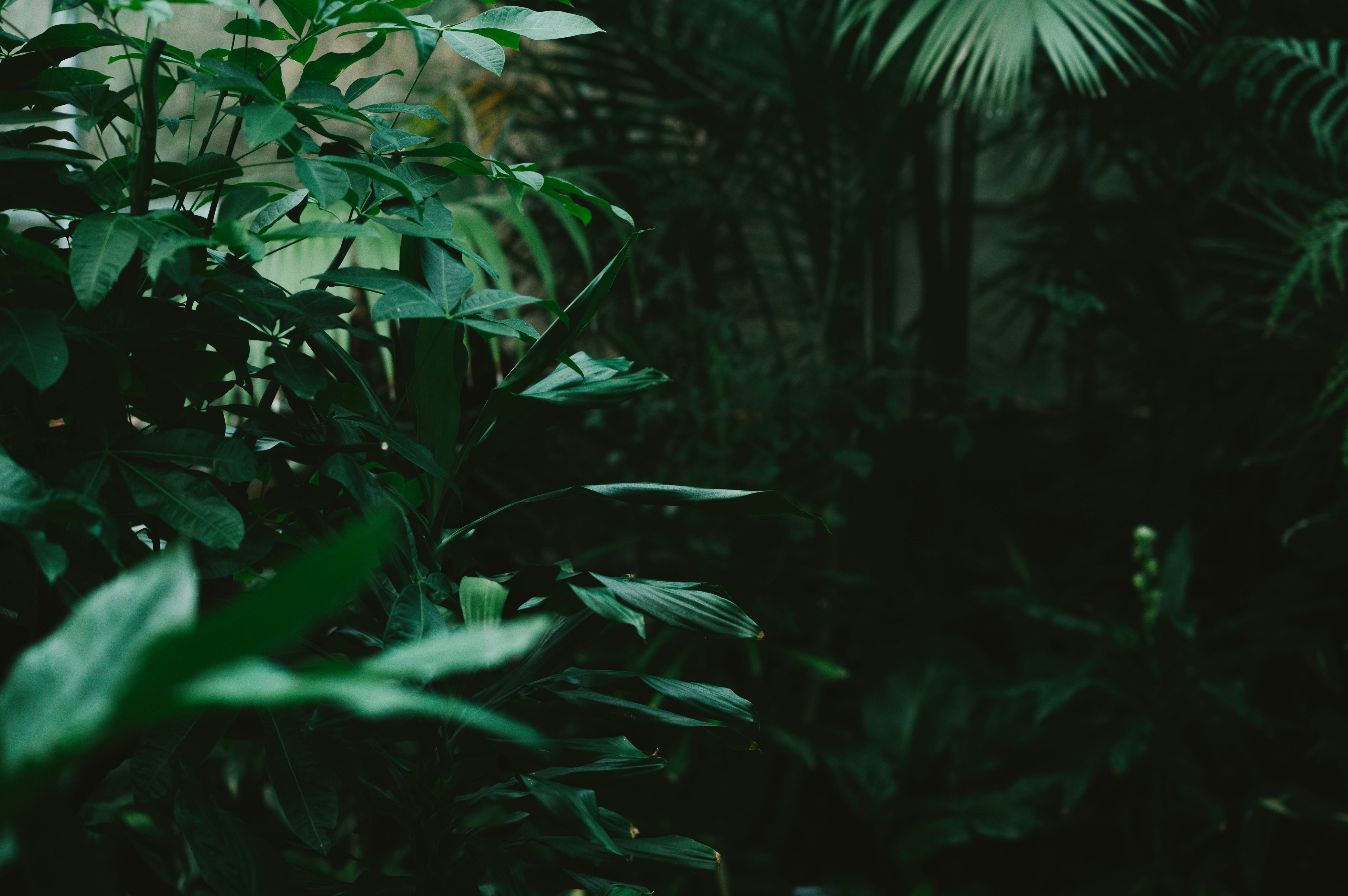 Lush Green Foliage in a Shadowy Jungle Setting · Free Stock Photo