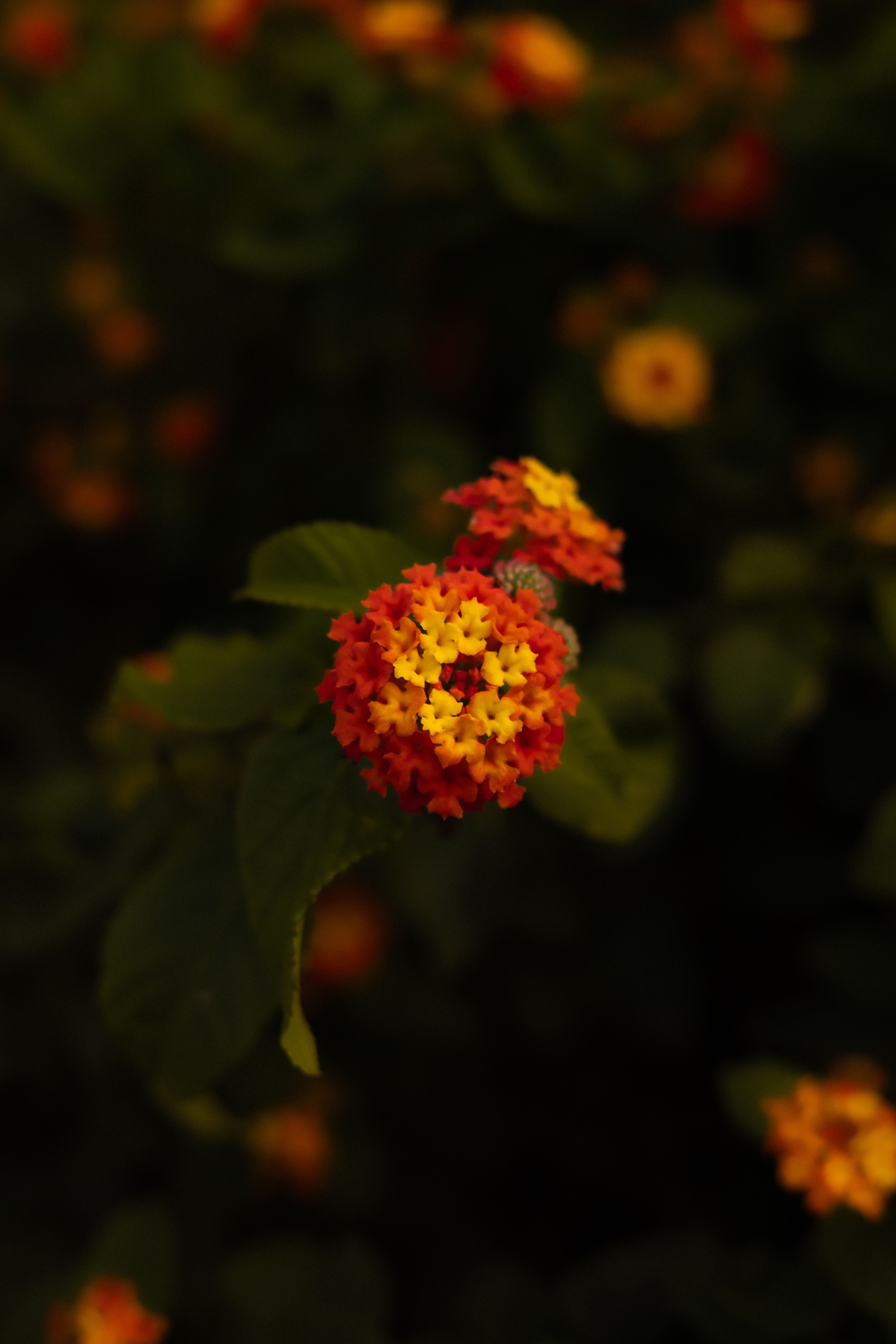 Vibrant Lantana Flowers in Bloom in Spain · Free Stock Photo