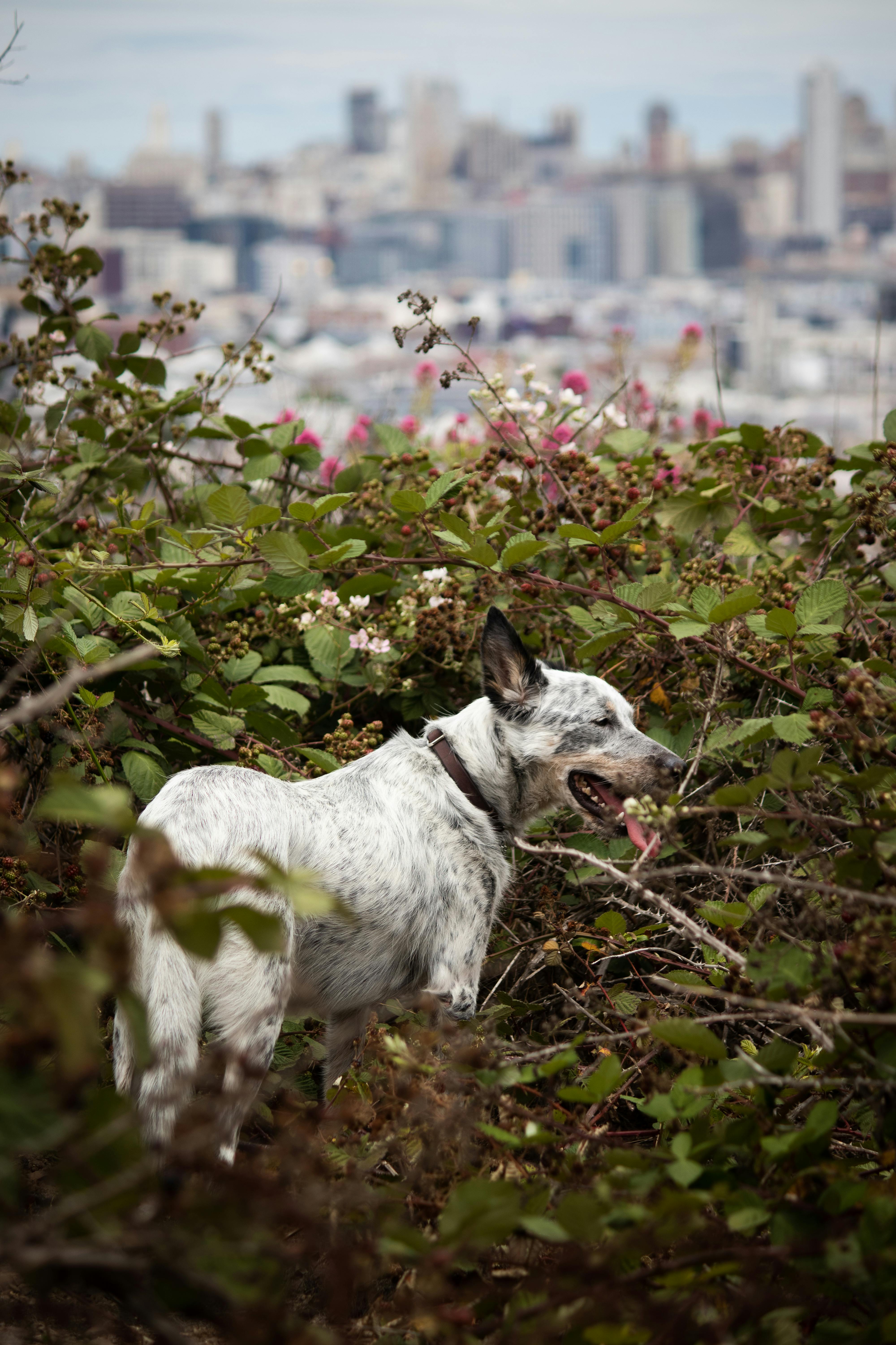 Dog Exploring Bushes with Cityscape View · Free Stock Photo
