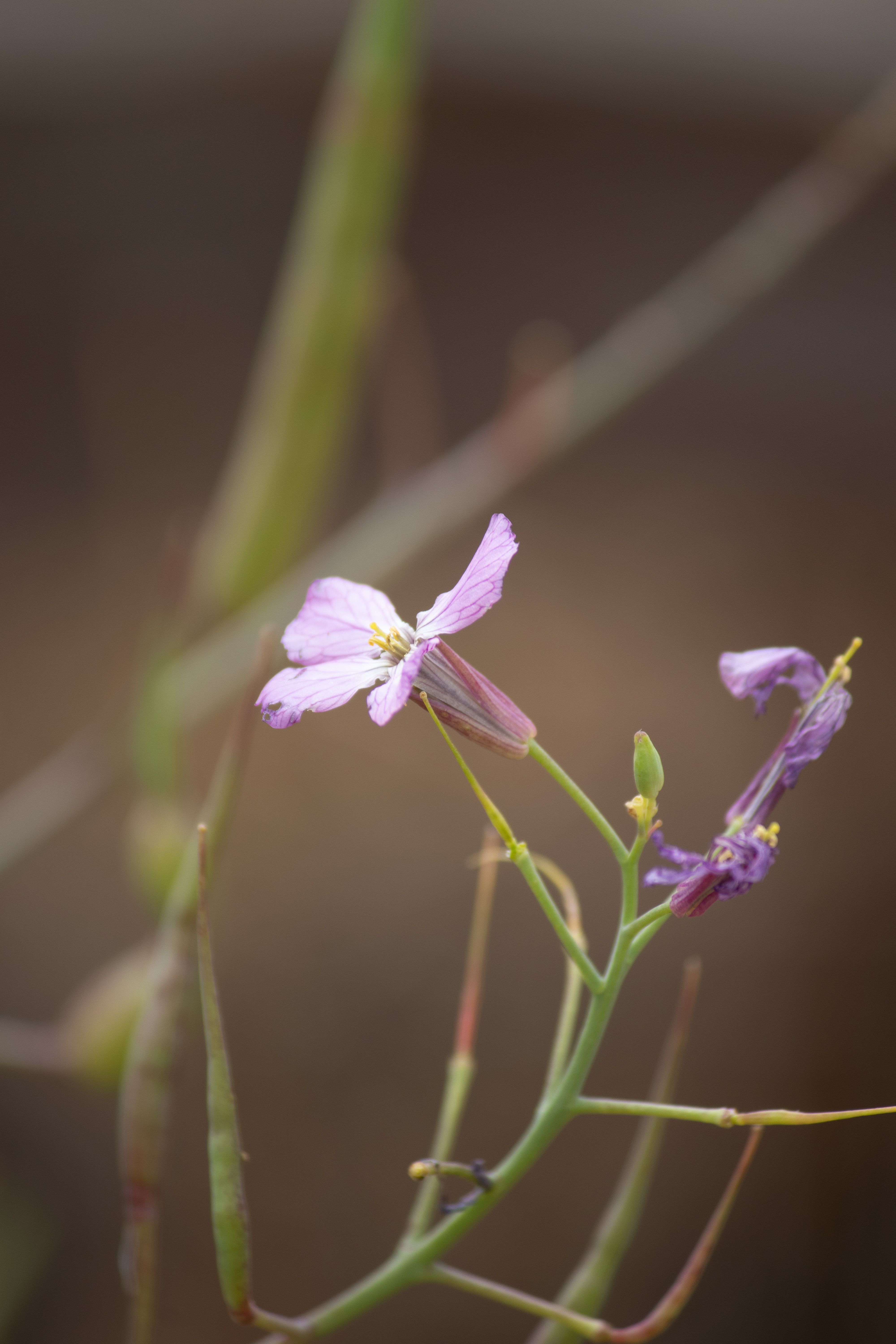 Delicate Purple Flowers Captured in Focus · Free Stock Photo
