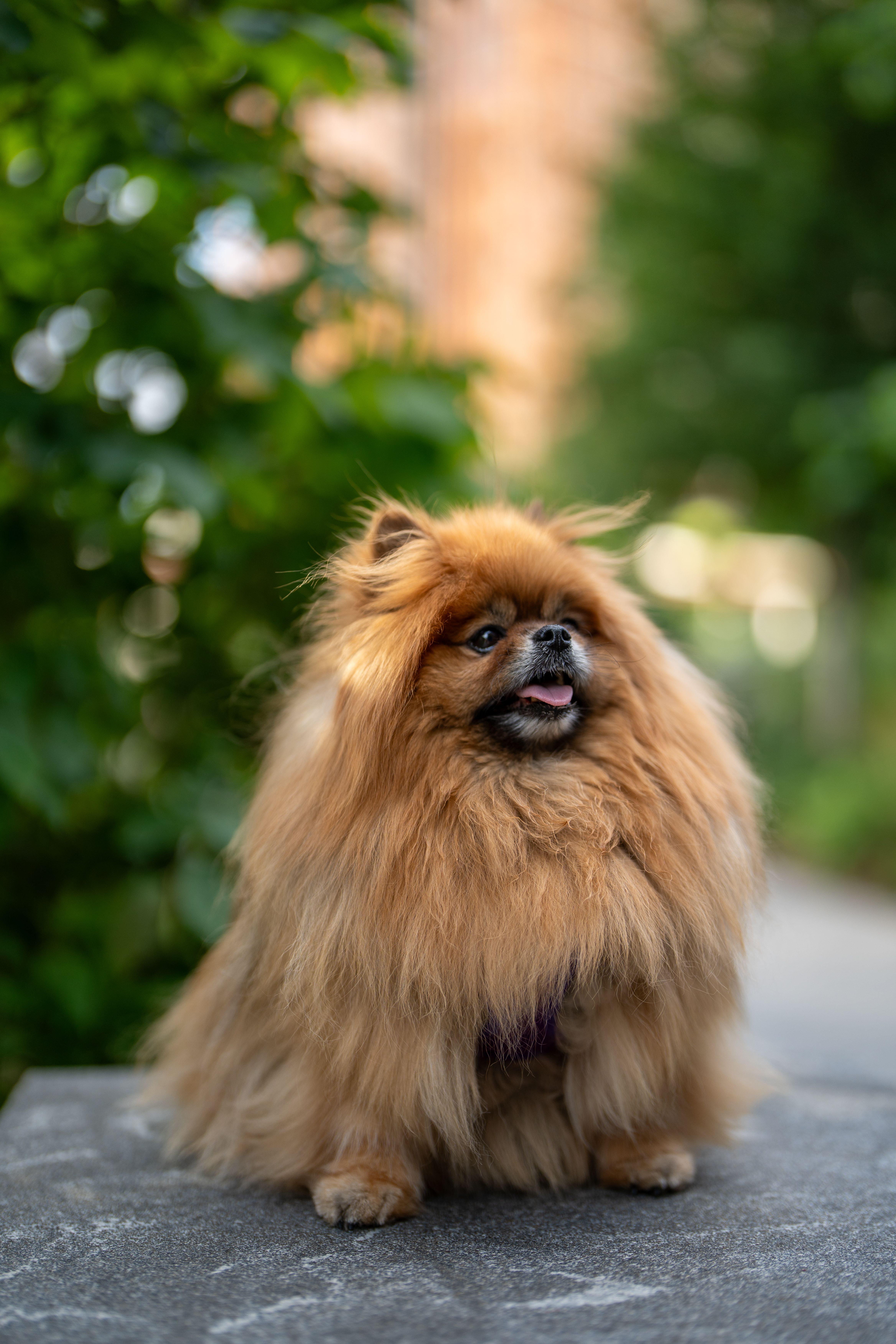 Adorable Pomeranian Dog Outdoors in Natural Setting · Free Stock Photo