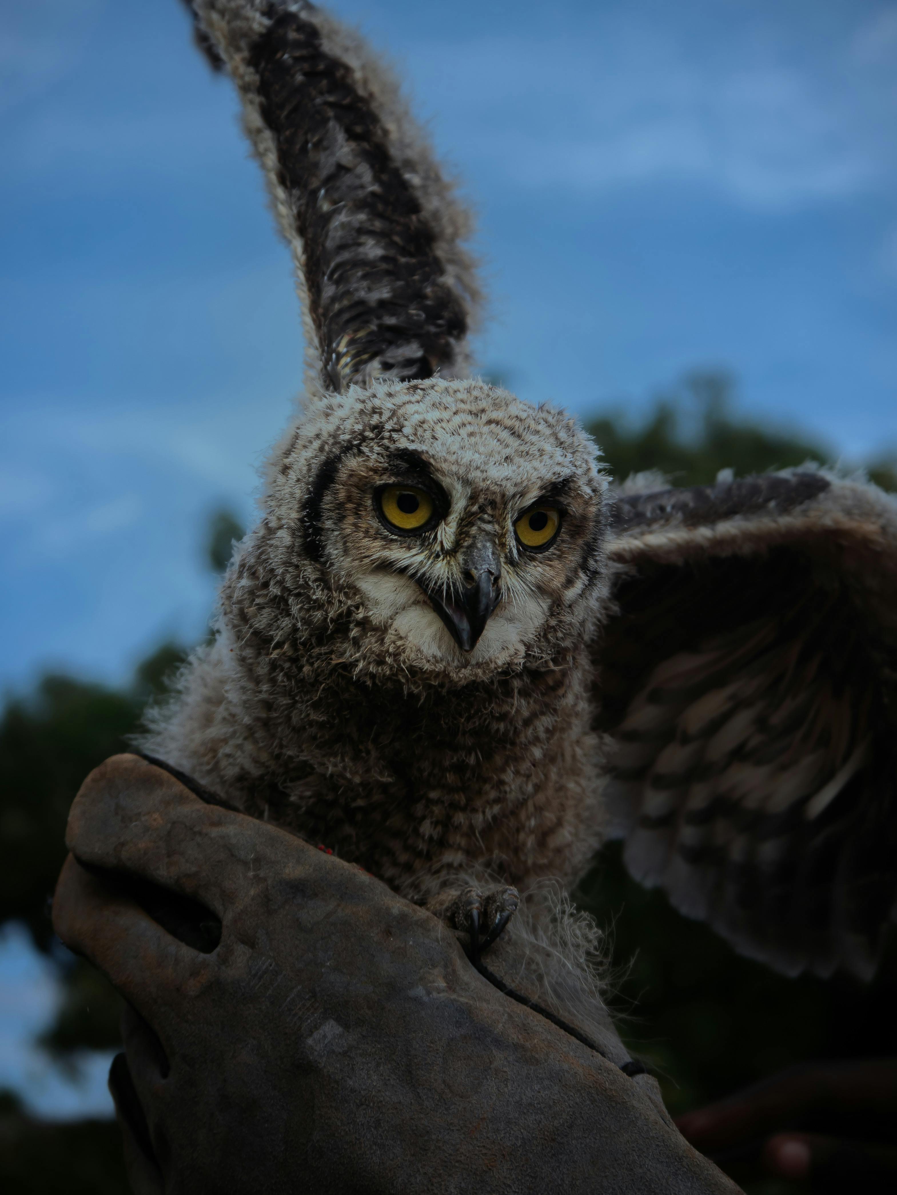 Close-Up of Young Great Horned Owl on Handler's Glove · Free Stock Photo