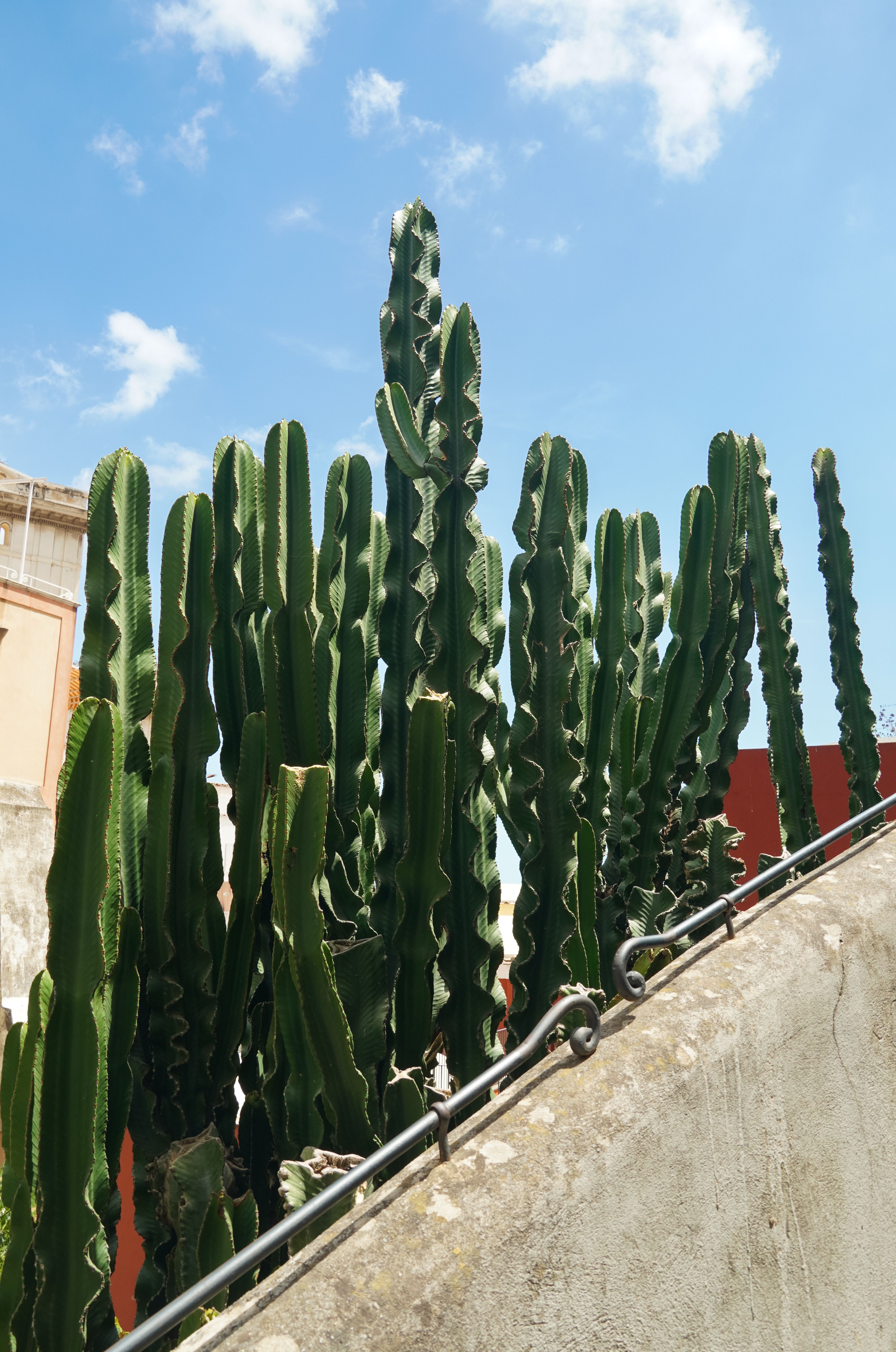 Un Arbusto De Cactus Con Un Hermoso Cielo Azul De Fondo En Positano ...