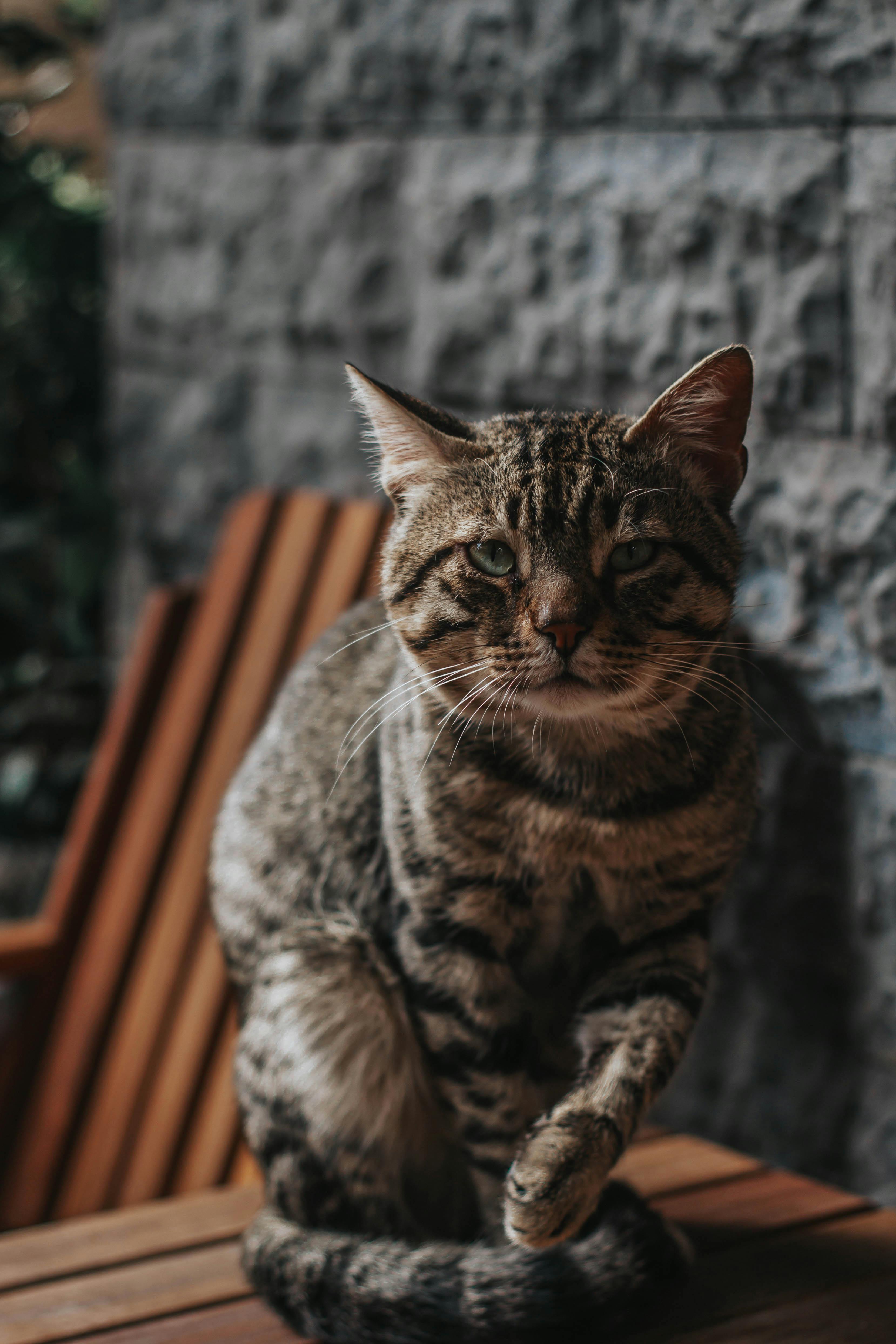 Primer Plano De Un Gato Rayado Sentado Al Aire Libre · Foto de stock ...
