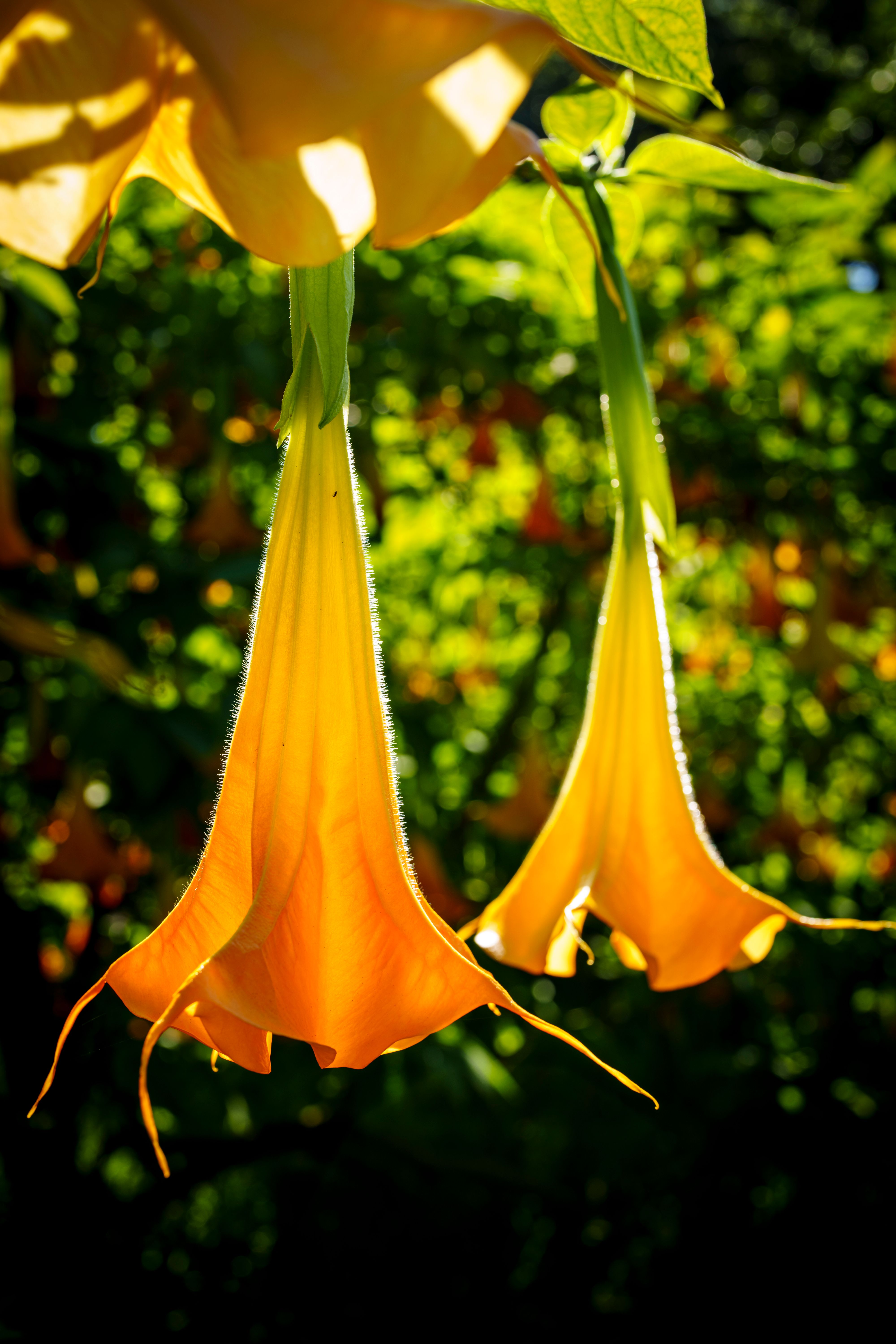 Golden Angel's Trumpet Flowers in Sunlight · Free Stock Photo