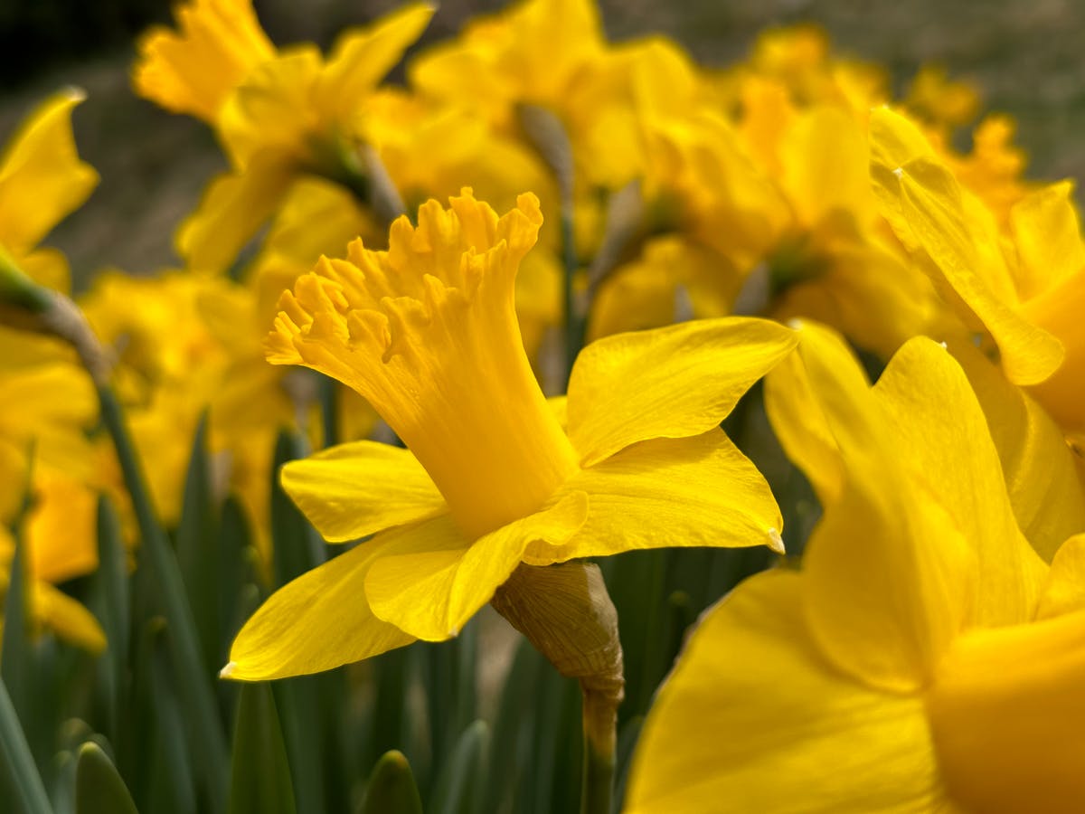 Daffodil Photos, Download The BEST Free Daffodil Stock Photos & HD Images