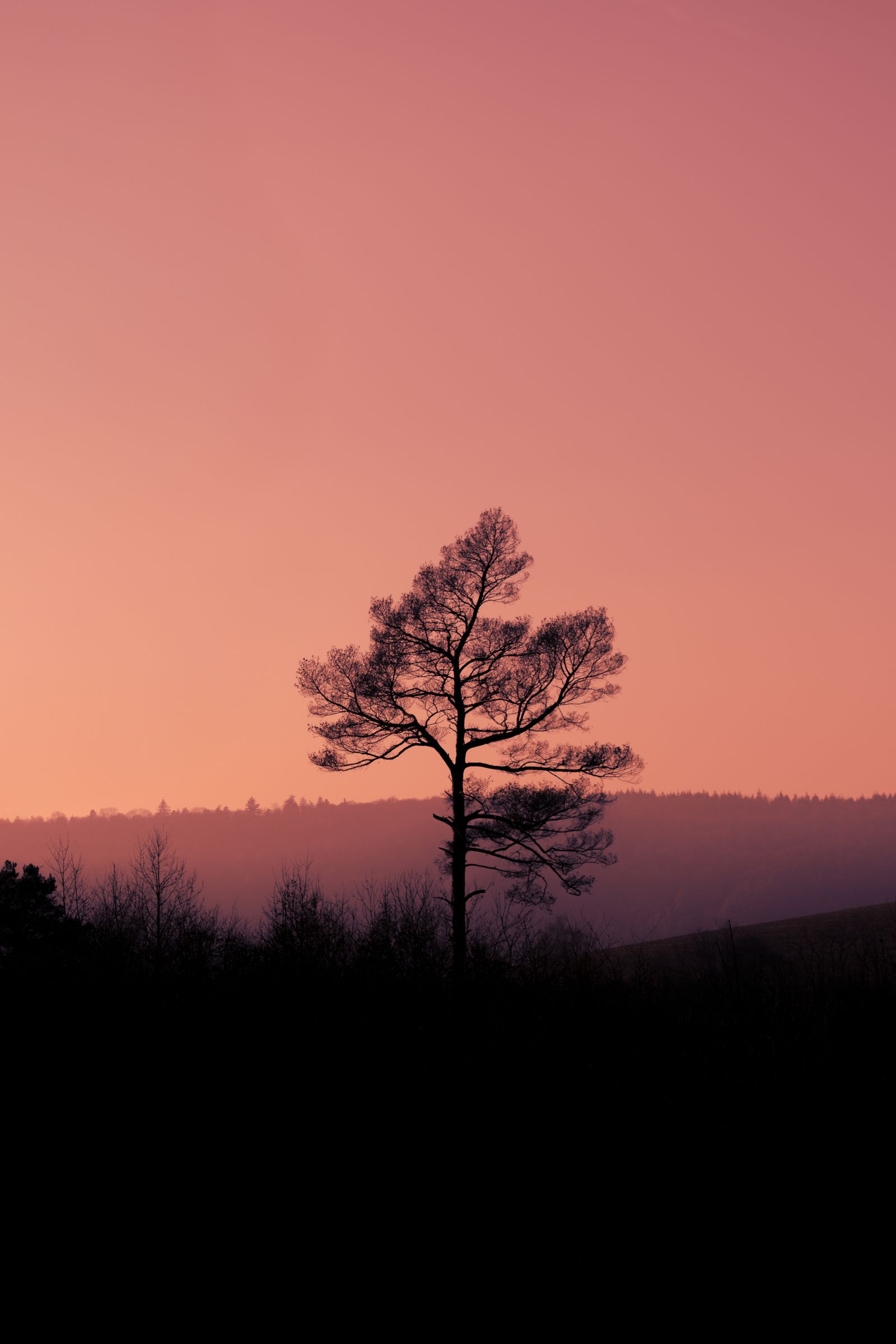 Tree 4k Photos, Download The BEST Free Tree 4k Stock Photos & HD Images