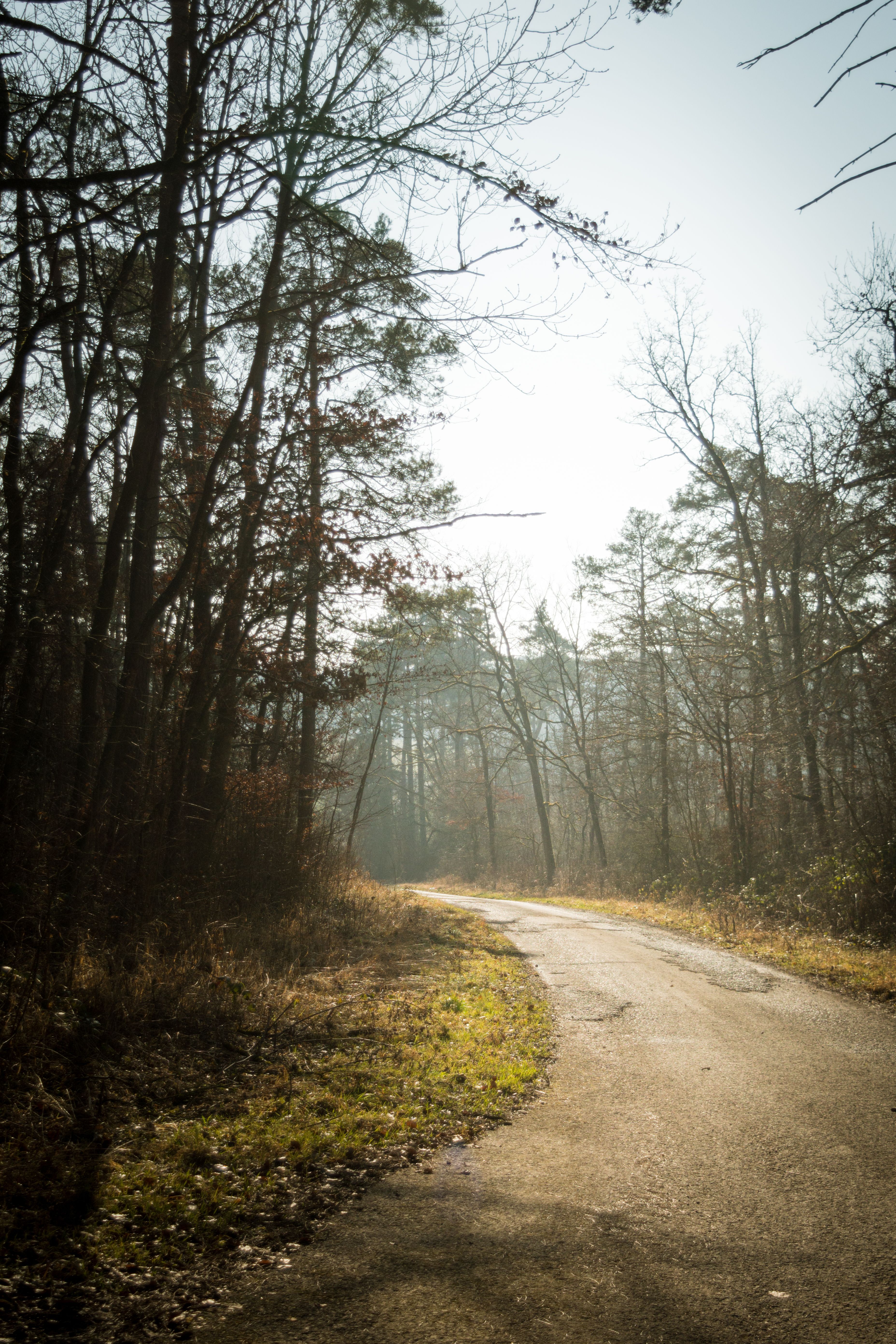 Serene Forest Pathway in Bad Mergentheim · Free Stock Photo