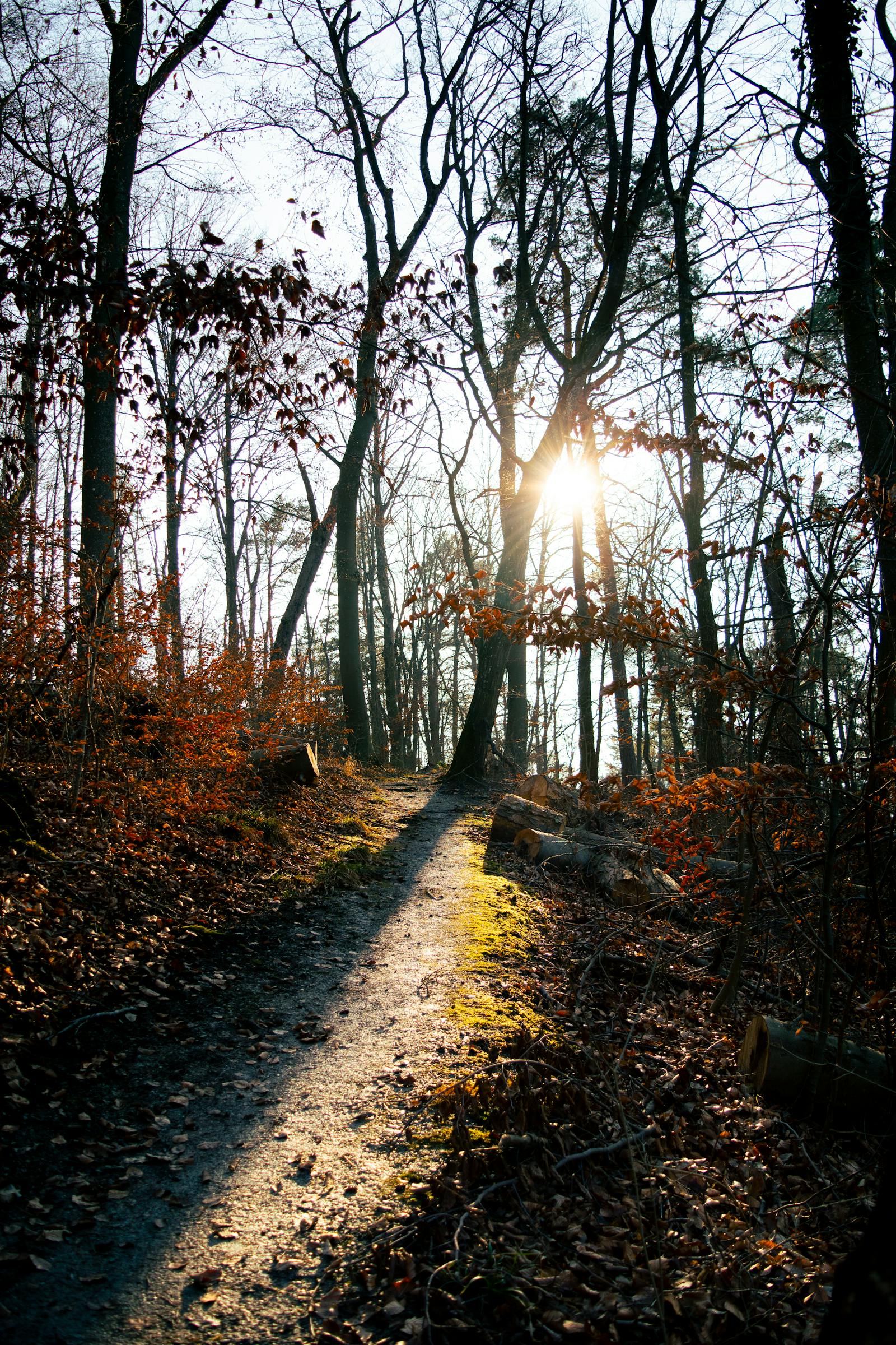 Autumn Path Photos, Download The BEST Free Autumn Path Stock Photos ...