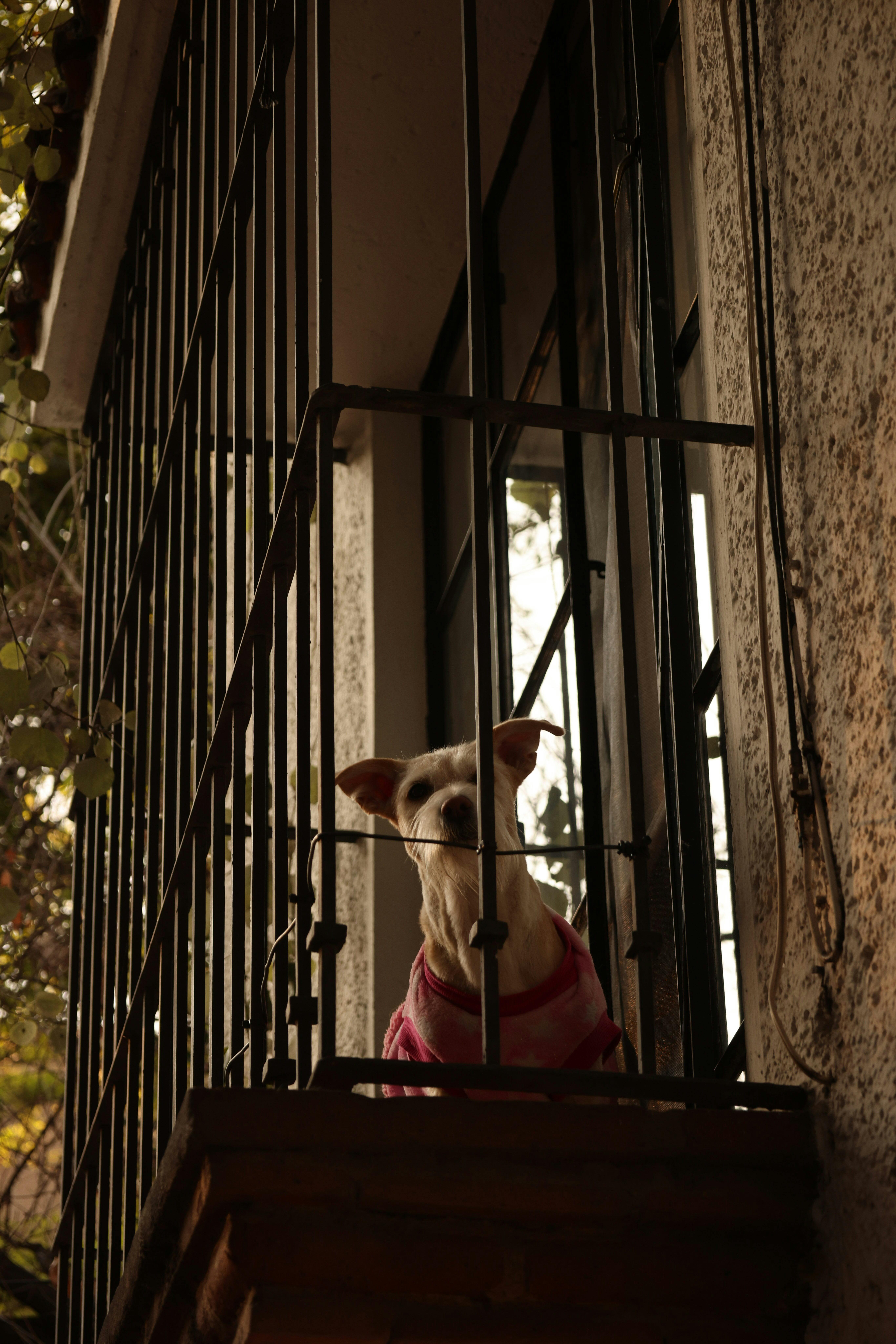 Apartment Dog Photos, Download The BEST Free Apartment Dog Stock Photos ...