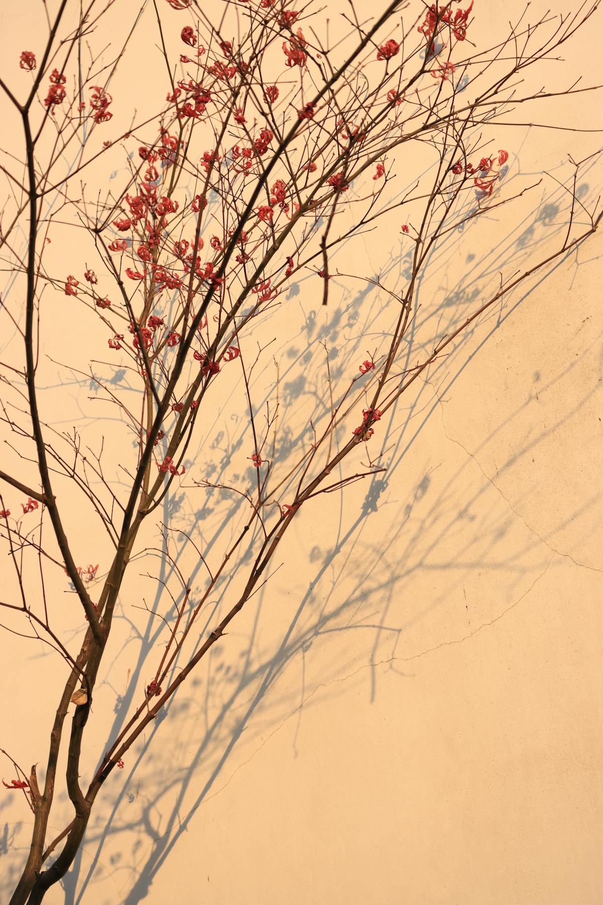 Shadow Art Photos, Download The BEST Free Shadow Art Stock Photos & HD ...