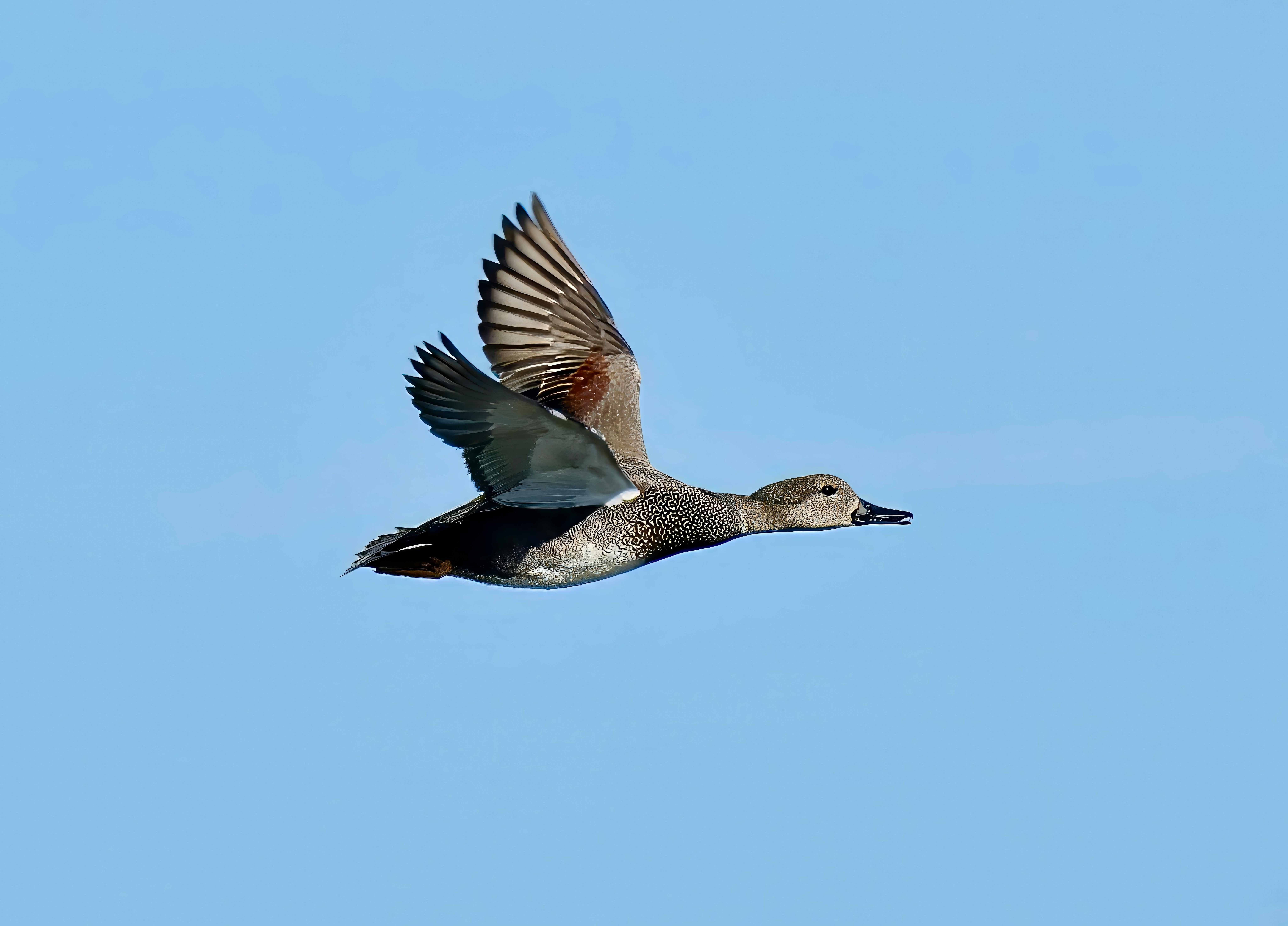 Flying Gadwall Duck in Clear Blue Sky · Free Stock Photo