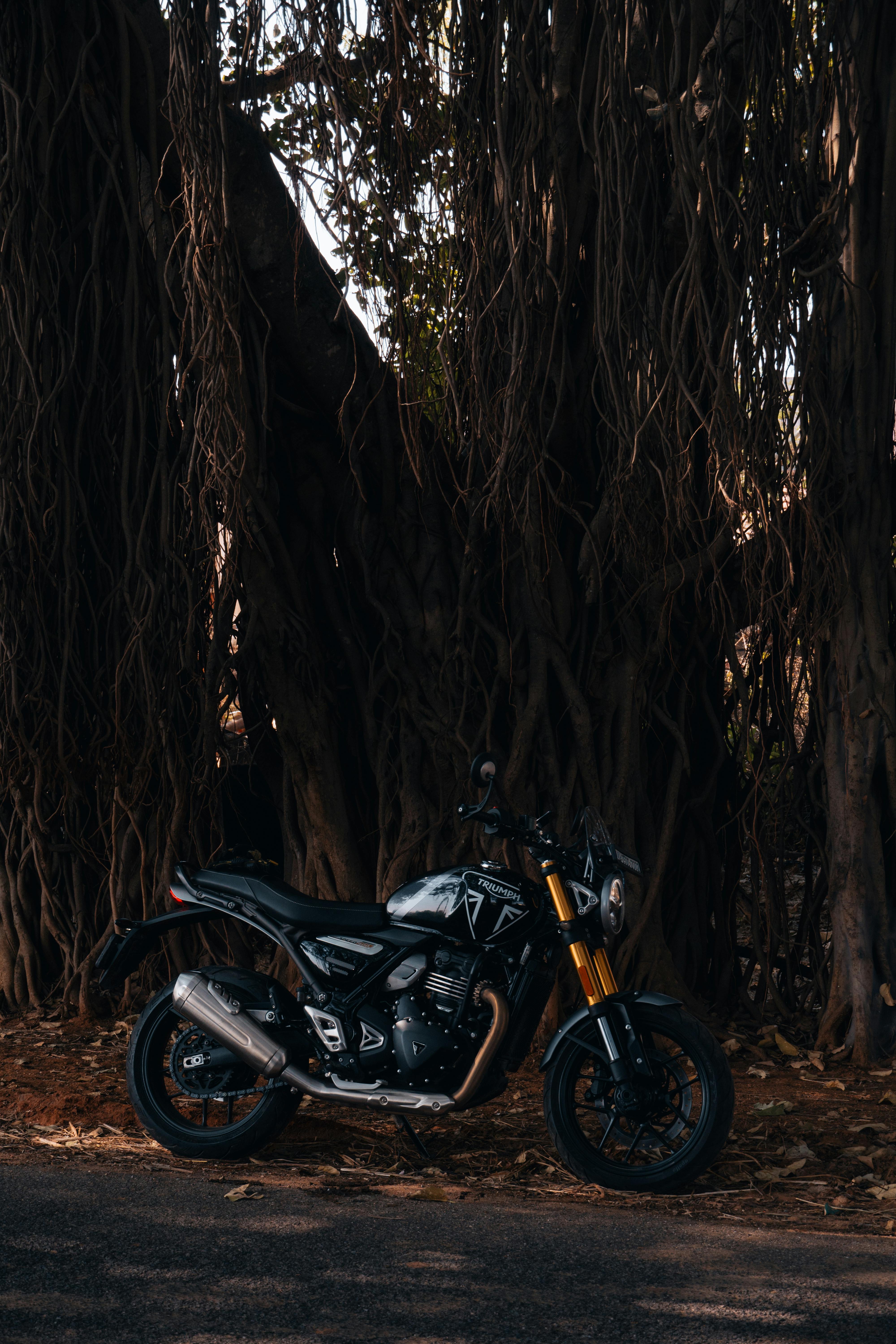 Black Motorcycle Parked by Dense Banyan Tree · Free Stock Photo