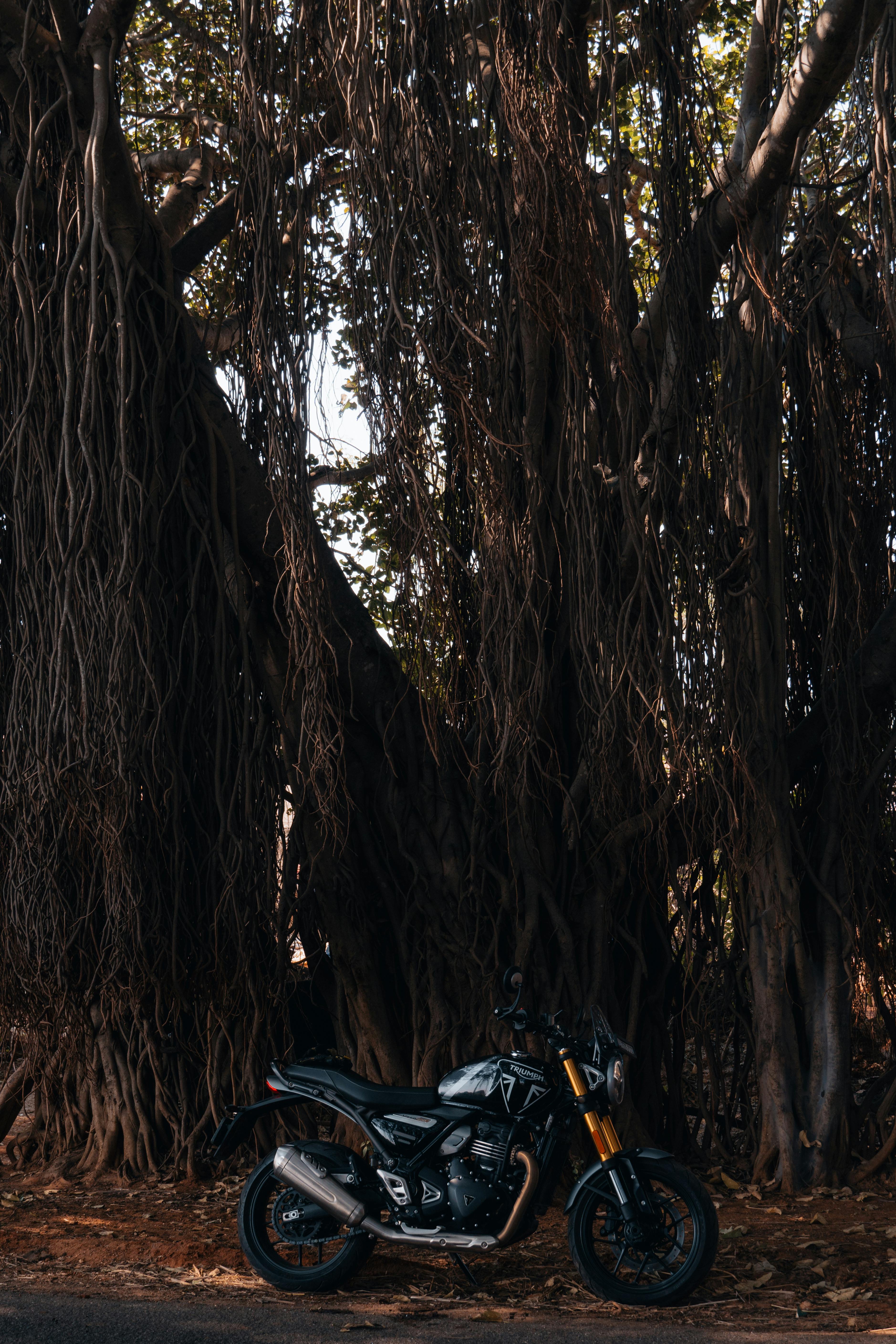 Rustic Motorcycle in Banyan Tree Setting · Free Stock Photo