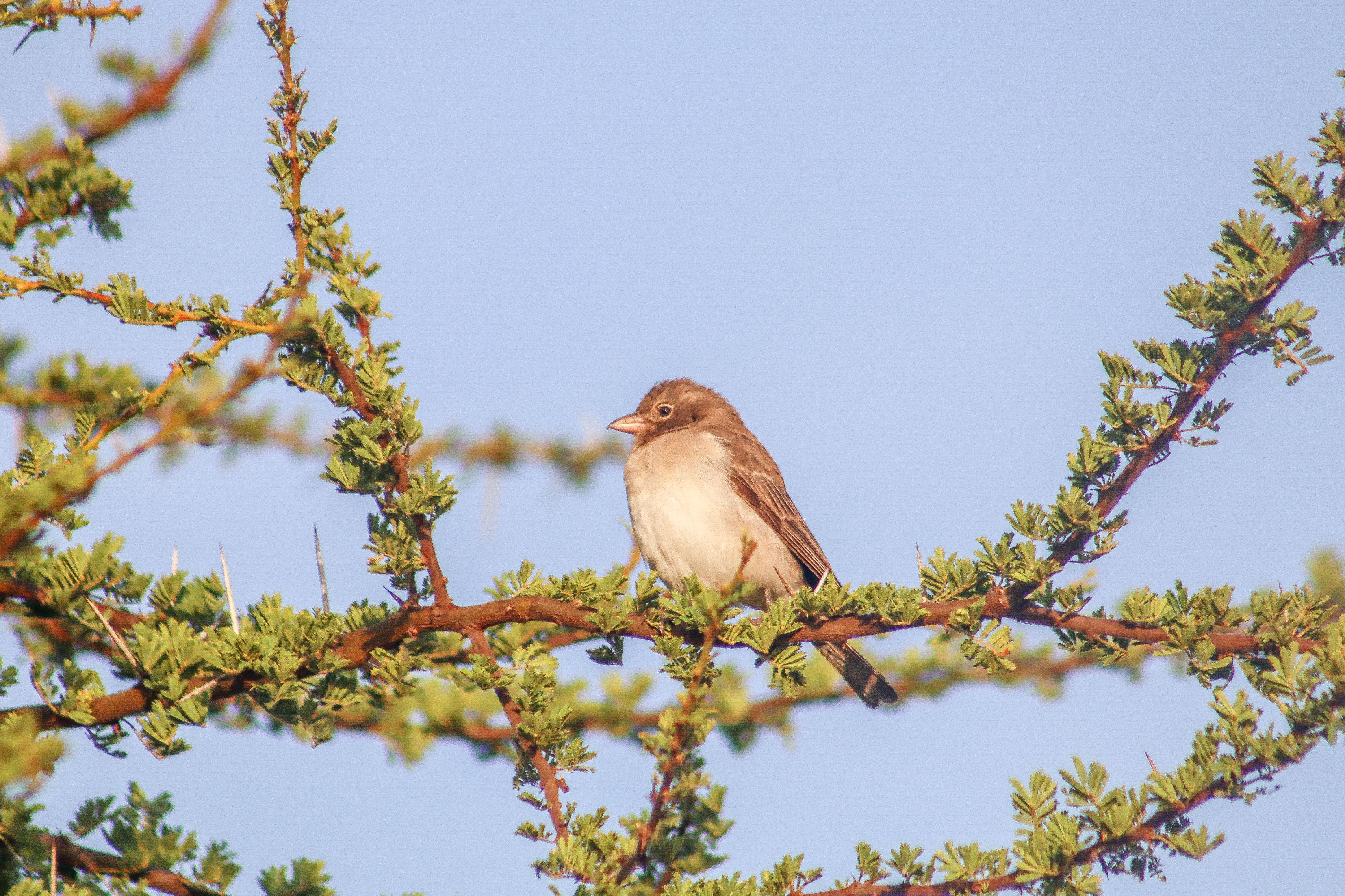 African Bird on Thorny Acacia Branch in Kenya · Free Stock Photo