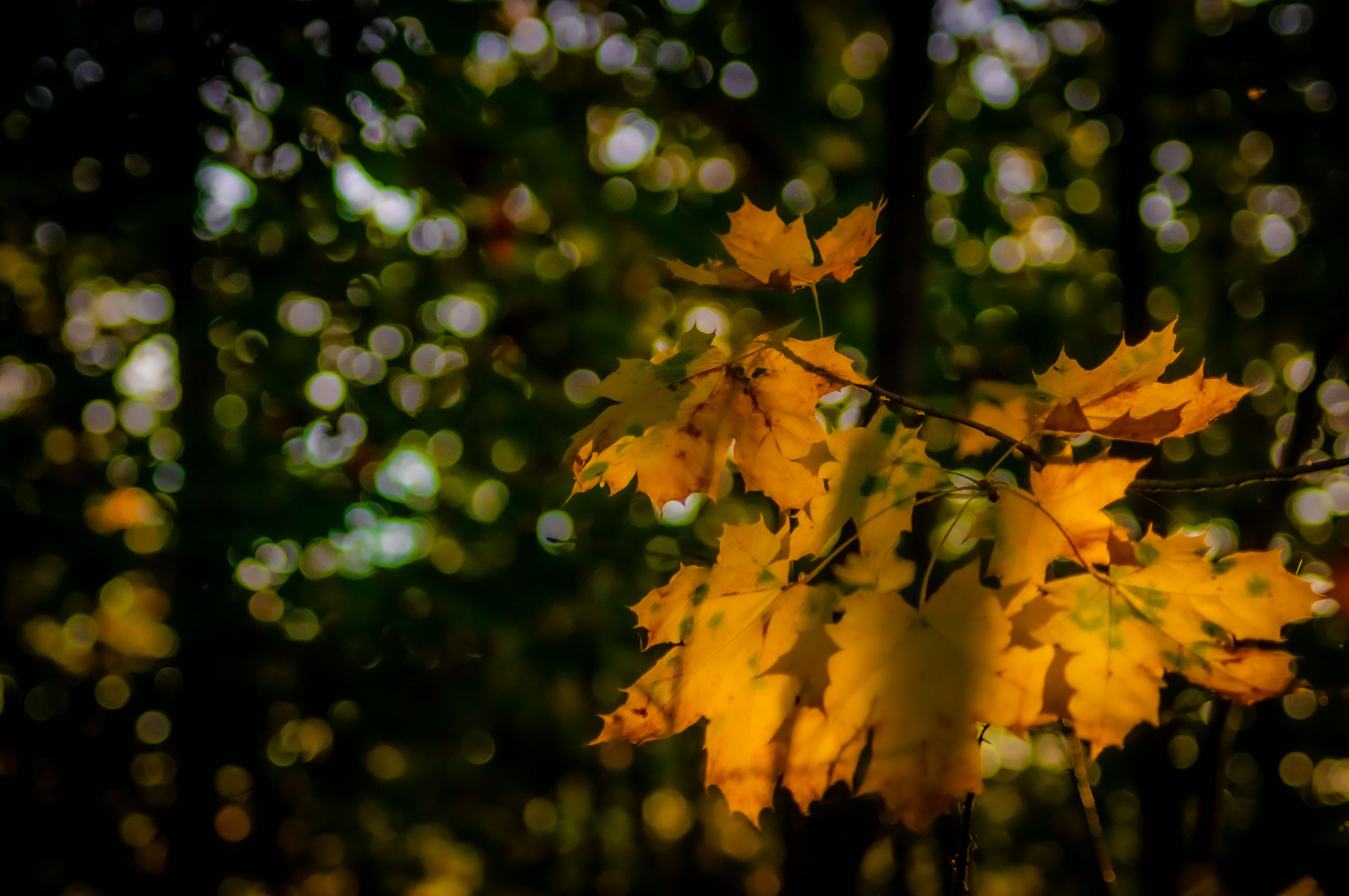 Golden Autumn Leaves in Soft Forest Light · Free Stock Photo