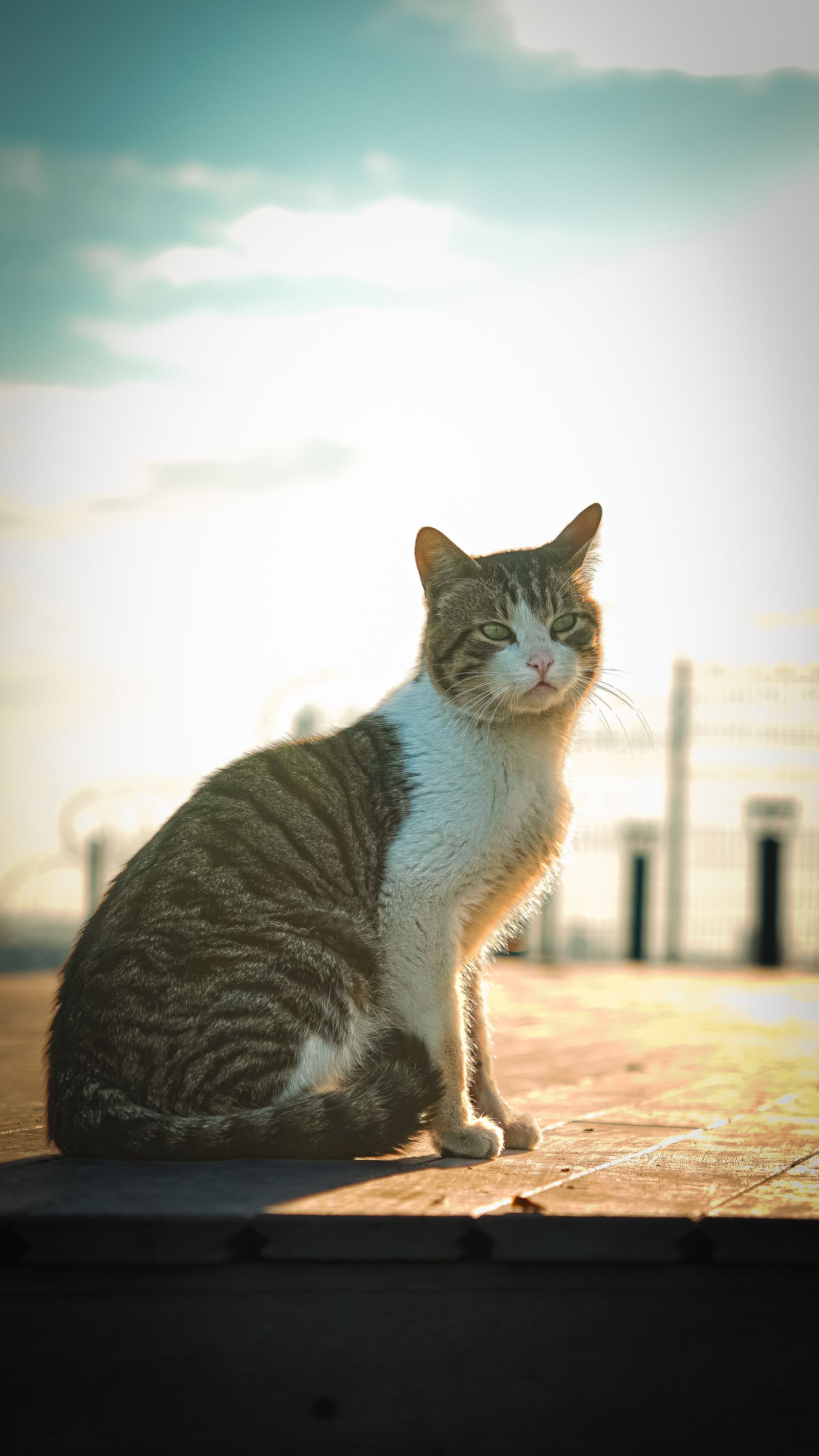 4k Cat Wallpapers Photos, Download The BEST Free 4k Cat Wallpapers ...