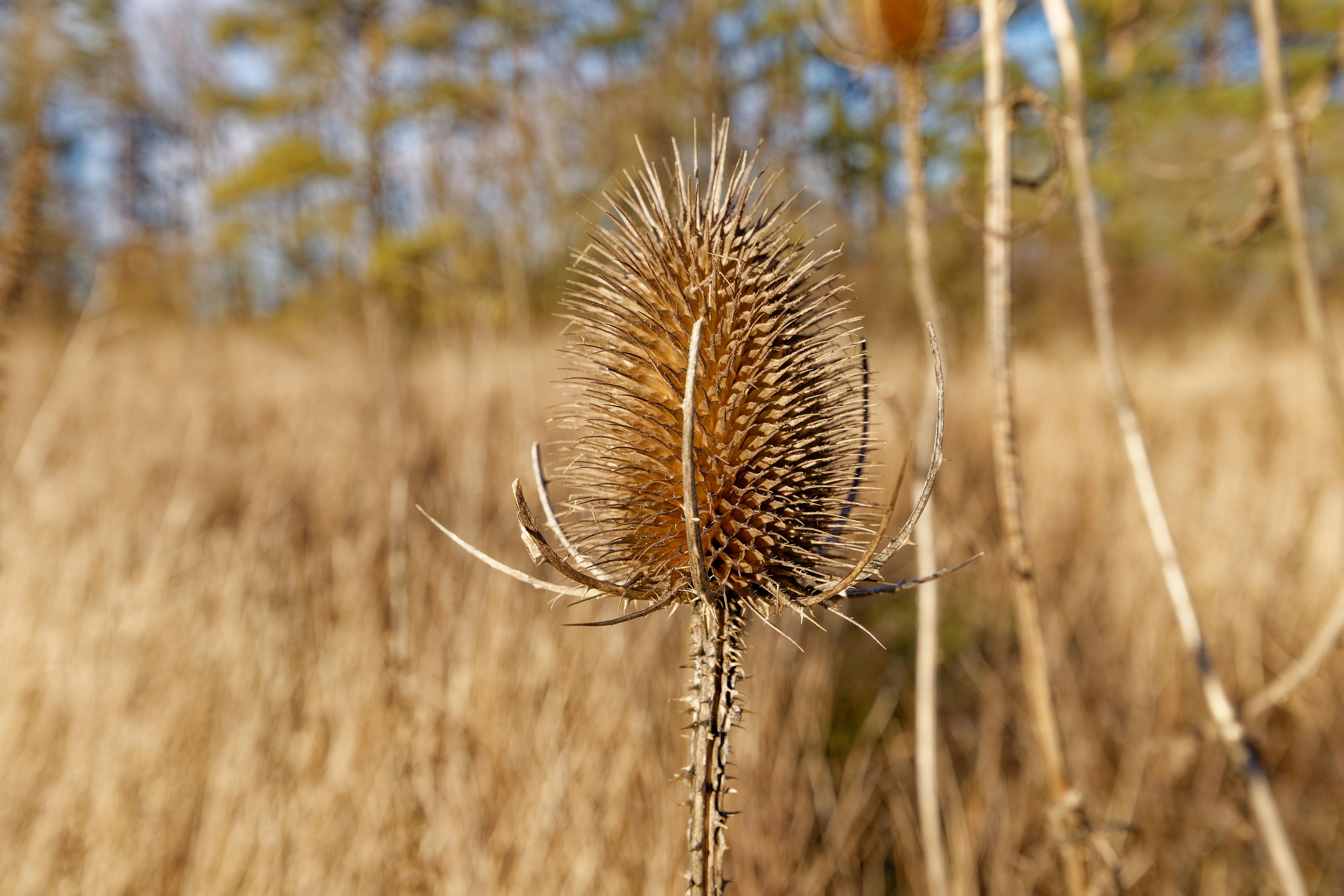 Close-up of Dried Teasel Seed Pod in Field · Free Stock Photo