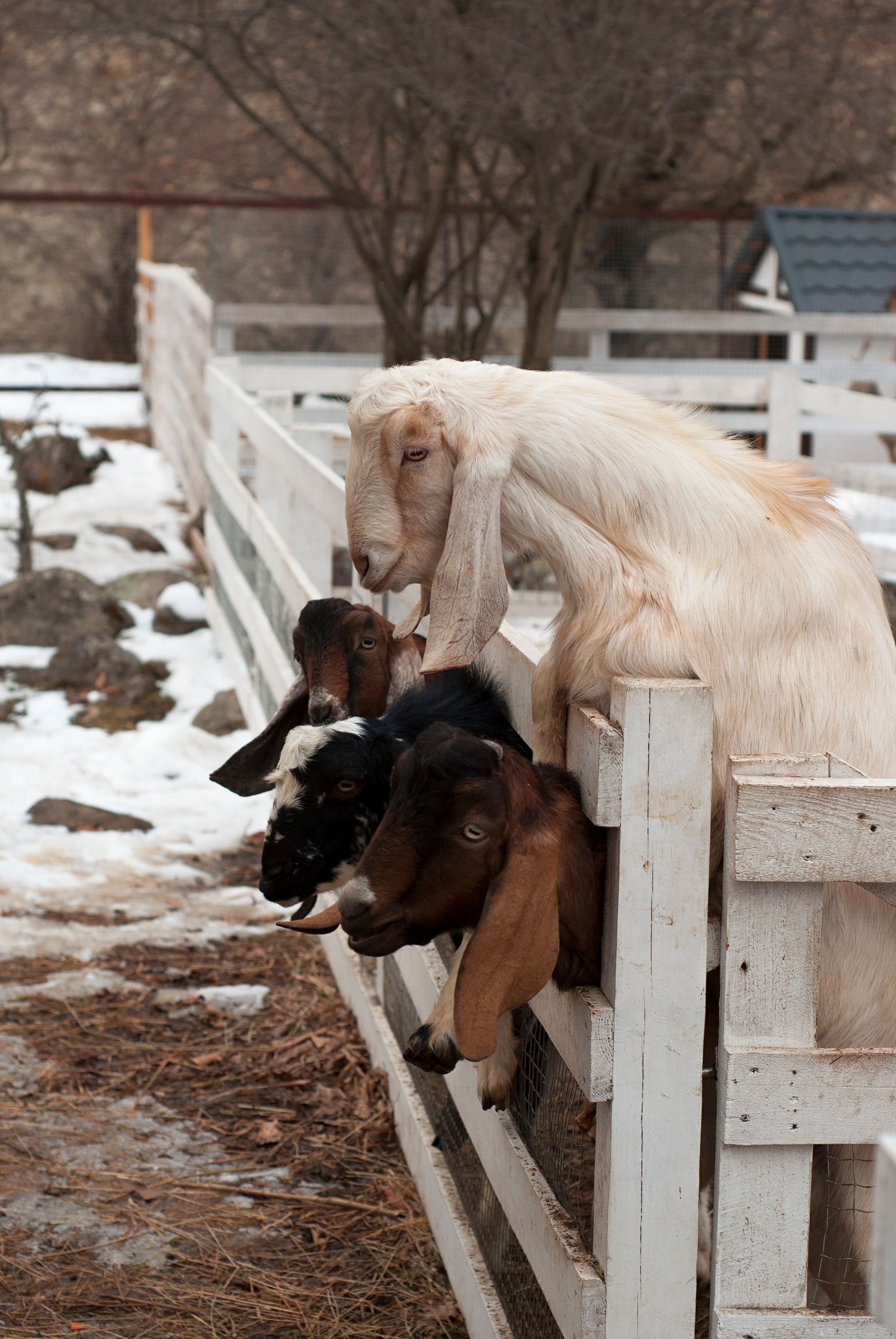 Goats Peering Over Fence in Winter Countryside · Free Stock Photo