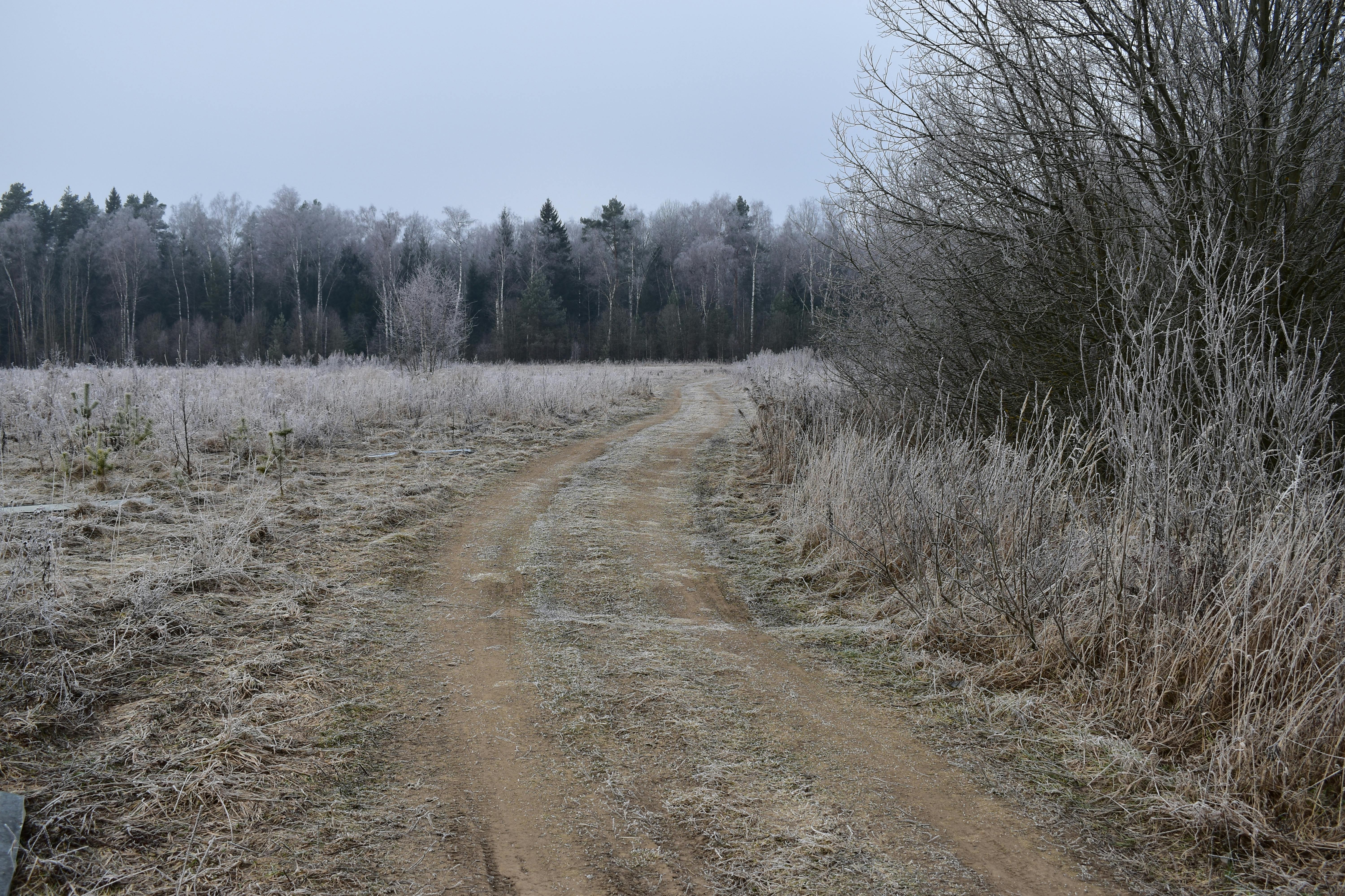 Frosty Winter Path through Forest Landscape · Free Stock Photo