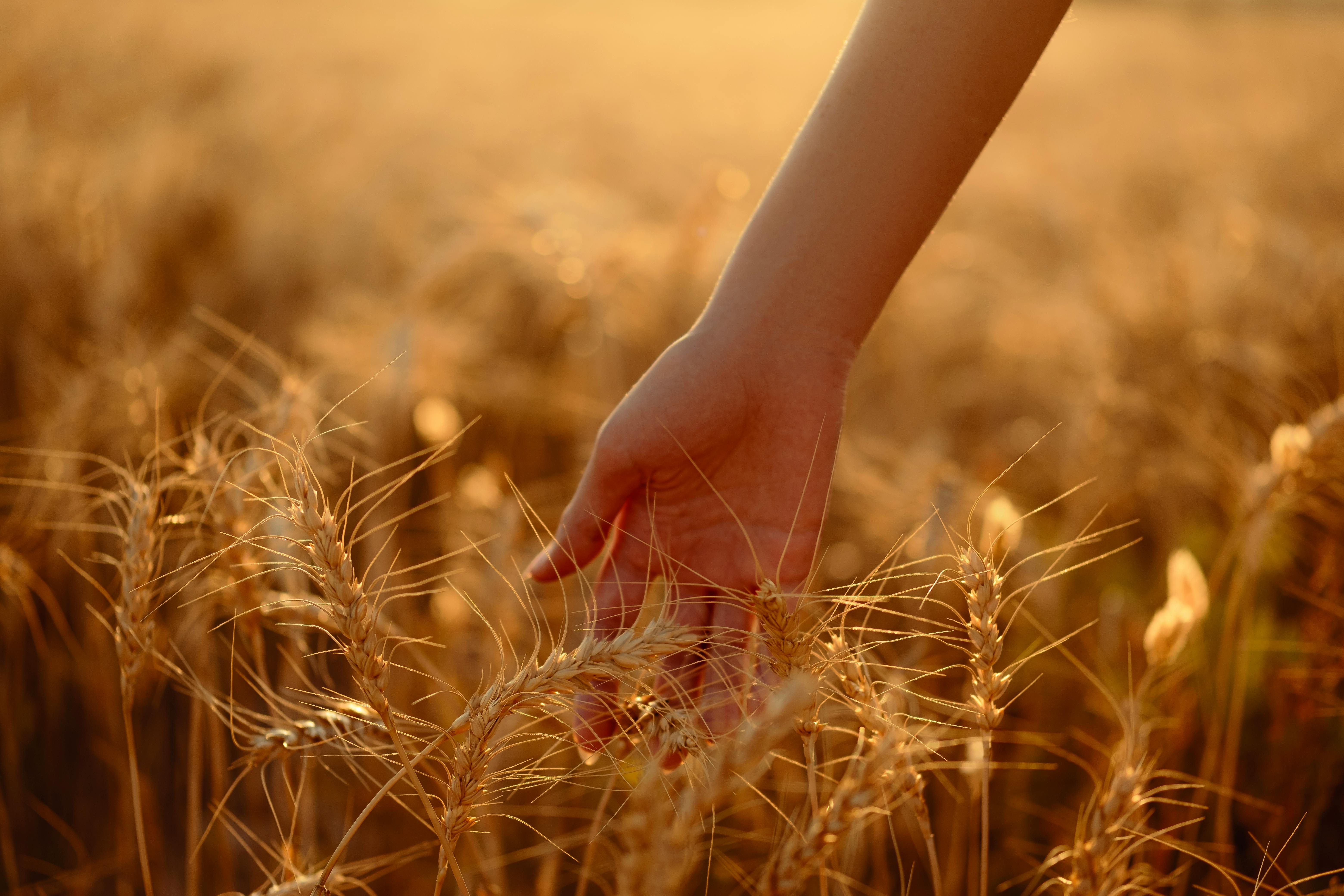 Hand Touching Wheat in Golden Field at Sunset · Free Stock Photo