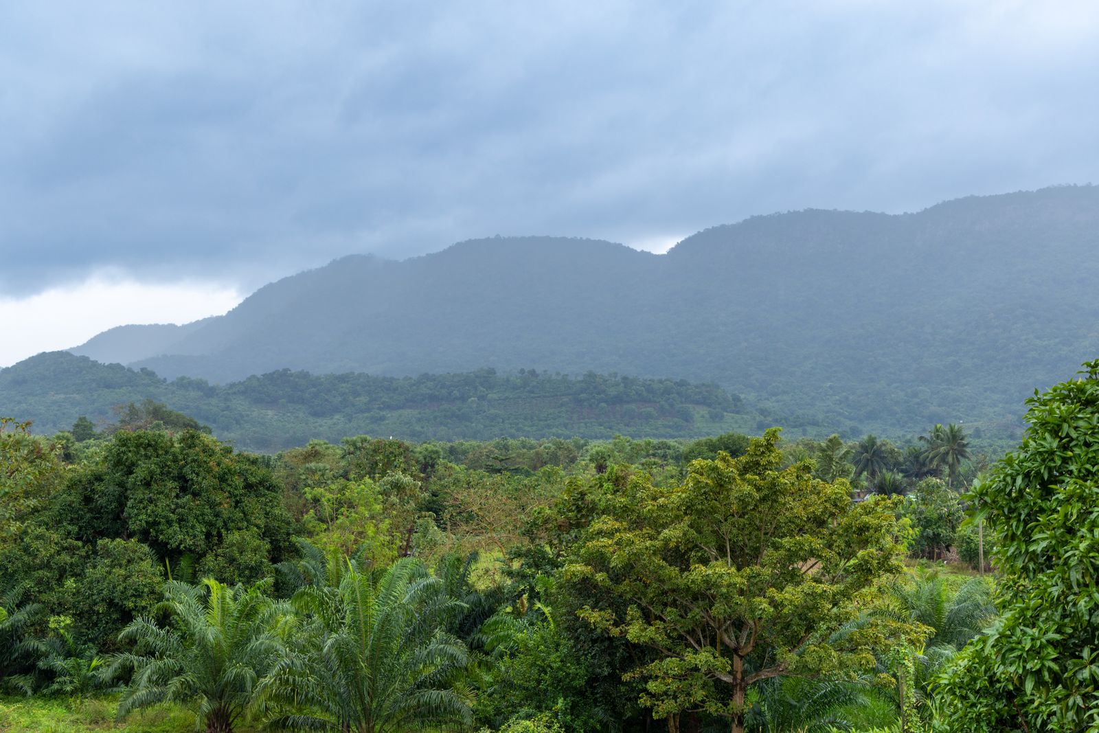 Jungle Mountain Landscape Photos, Download The BEST Free Jungle ...