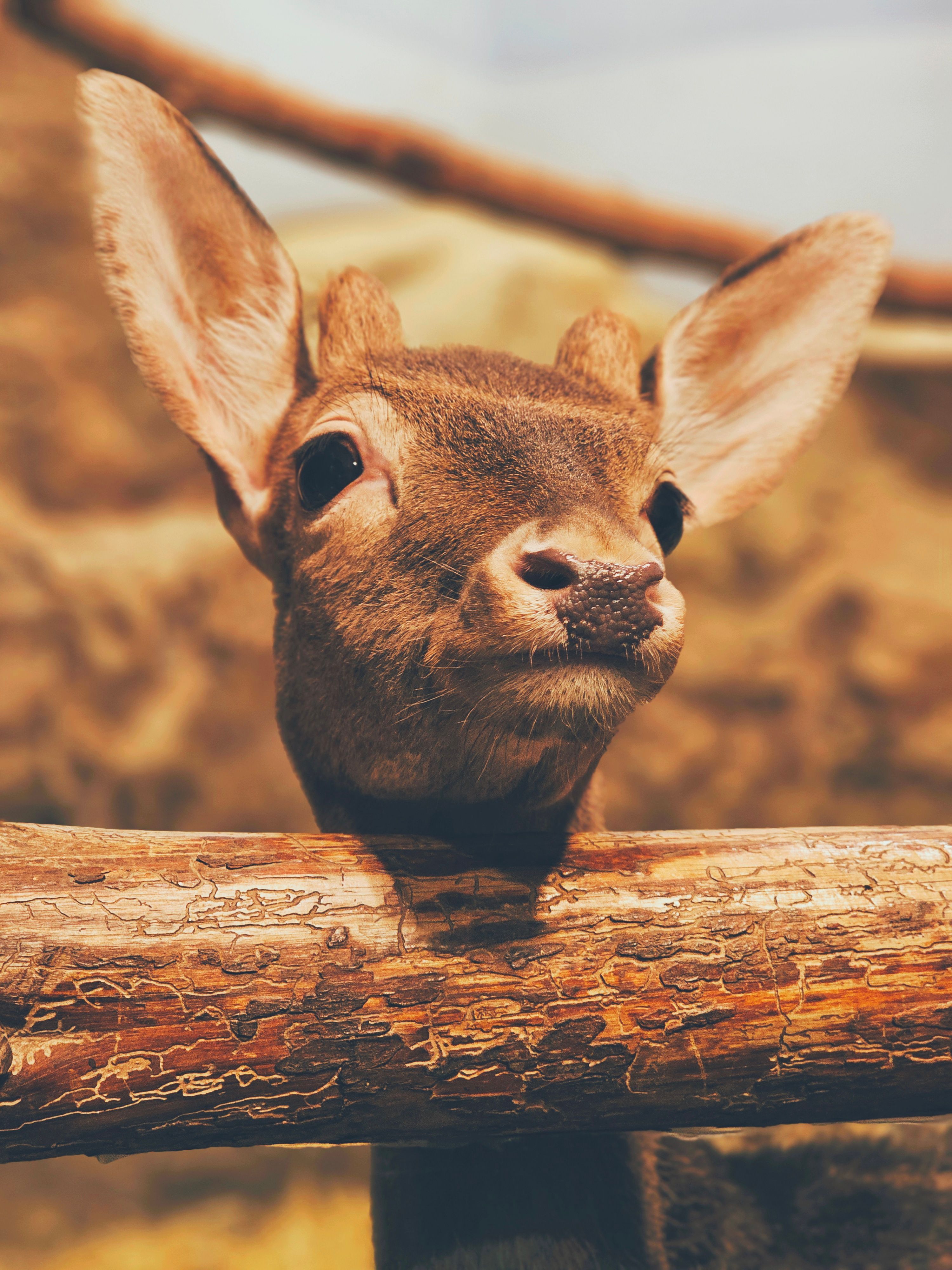 Ms Deer Photos, Download The BEST Free Ms Deer Stock Photos & HD Images