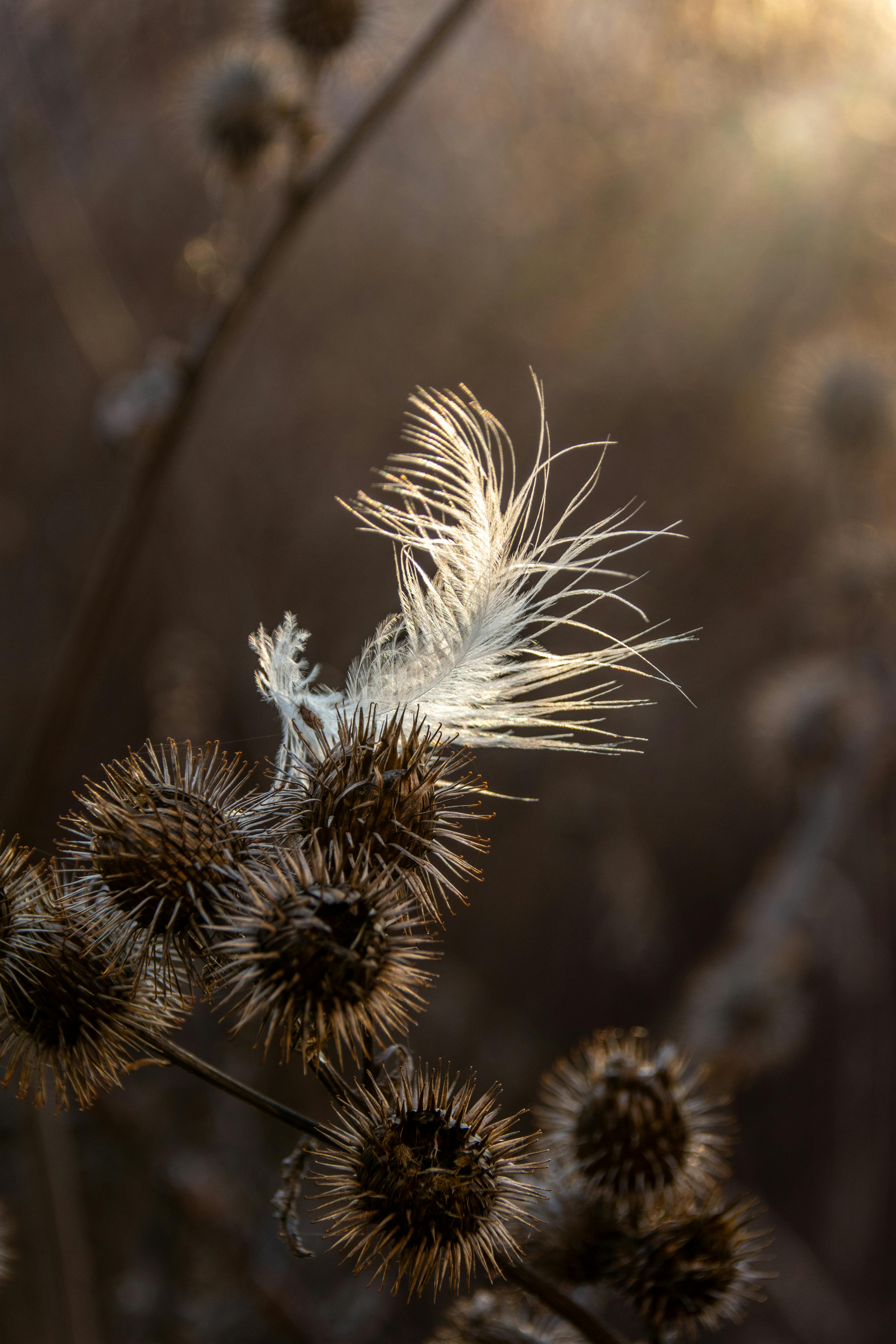 Close-Up of Feather on Thistle at Dawn · Free Stock Photo