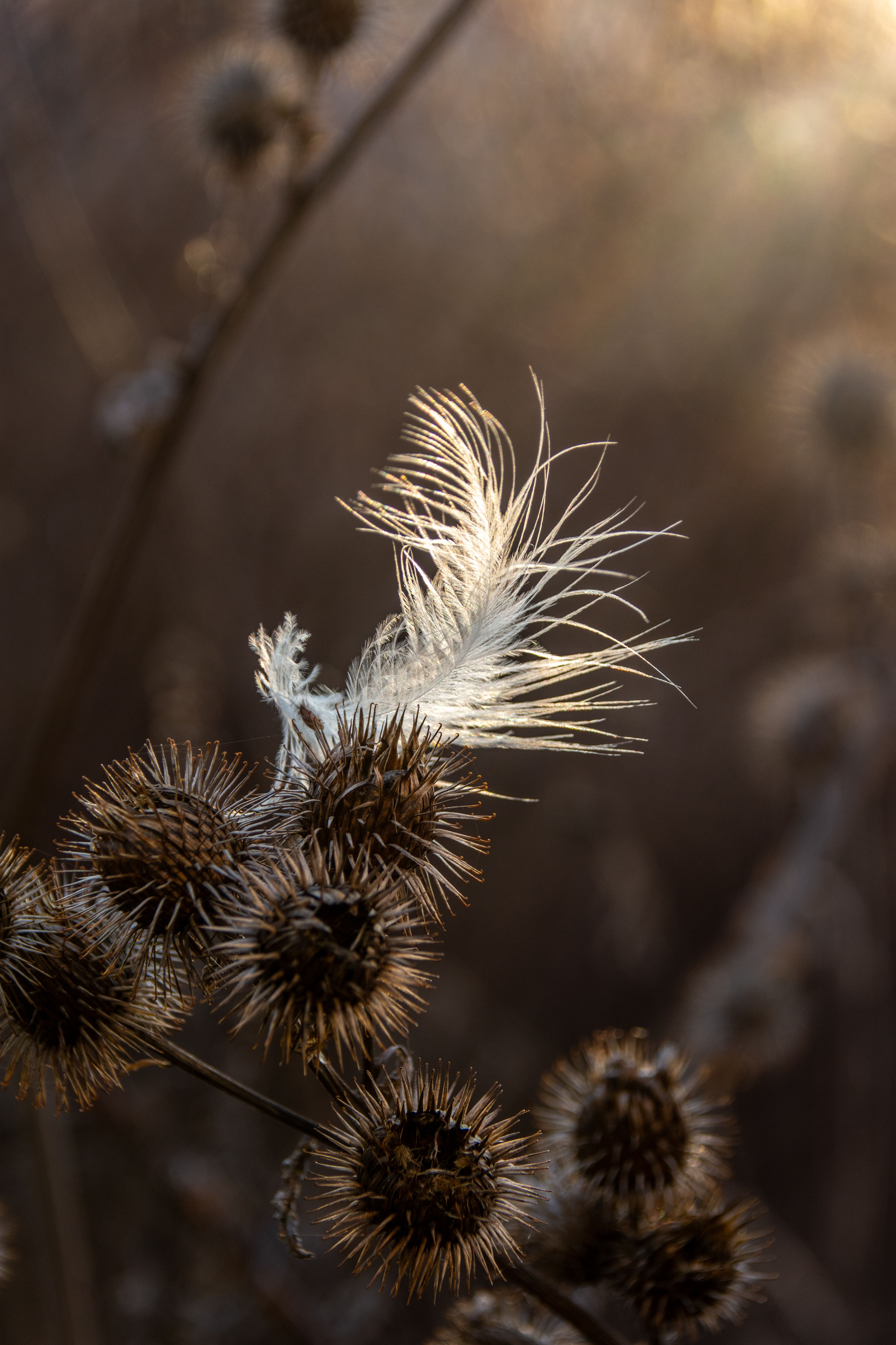 Close-Up of Feather on Thistle at Dawn · Free Stock Photo