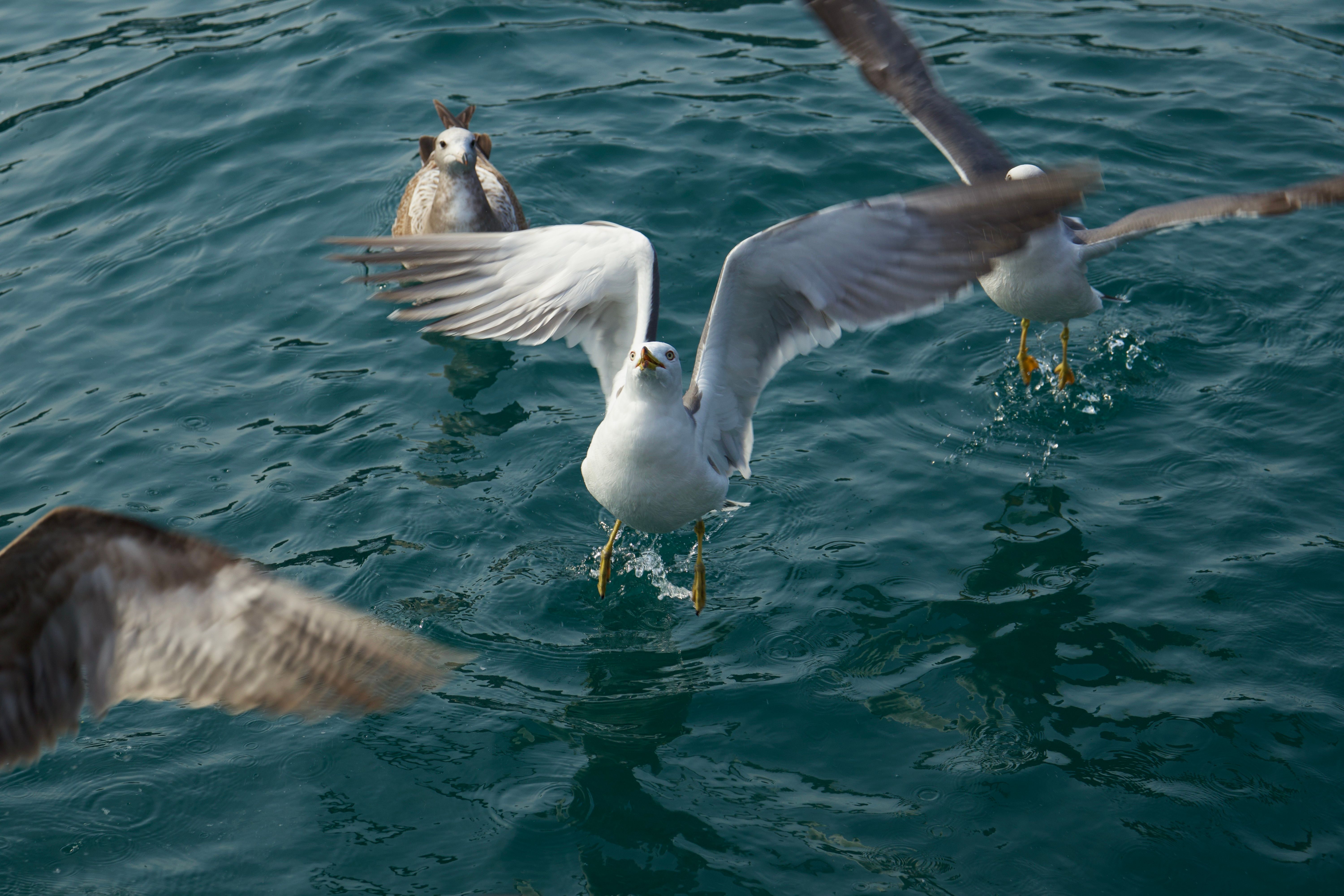 Seagulls in Flight Over Aquatic Blue in Ine, Kyoto · Free Stock Photo