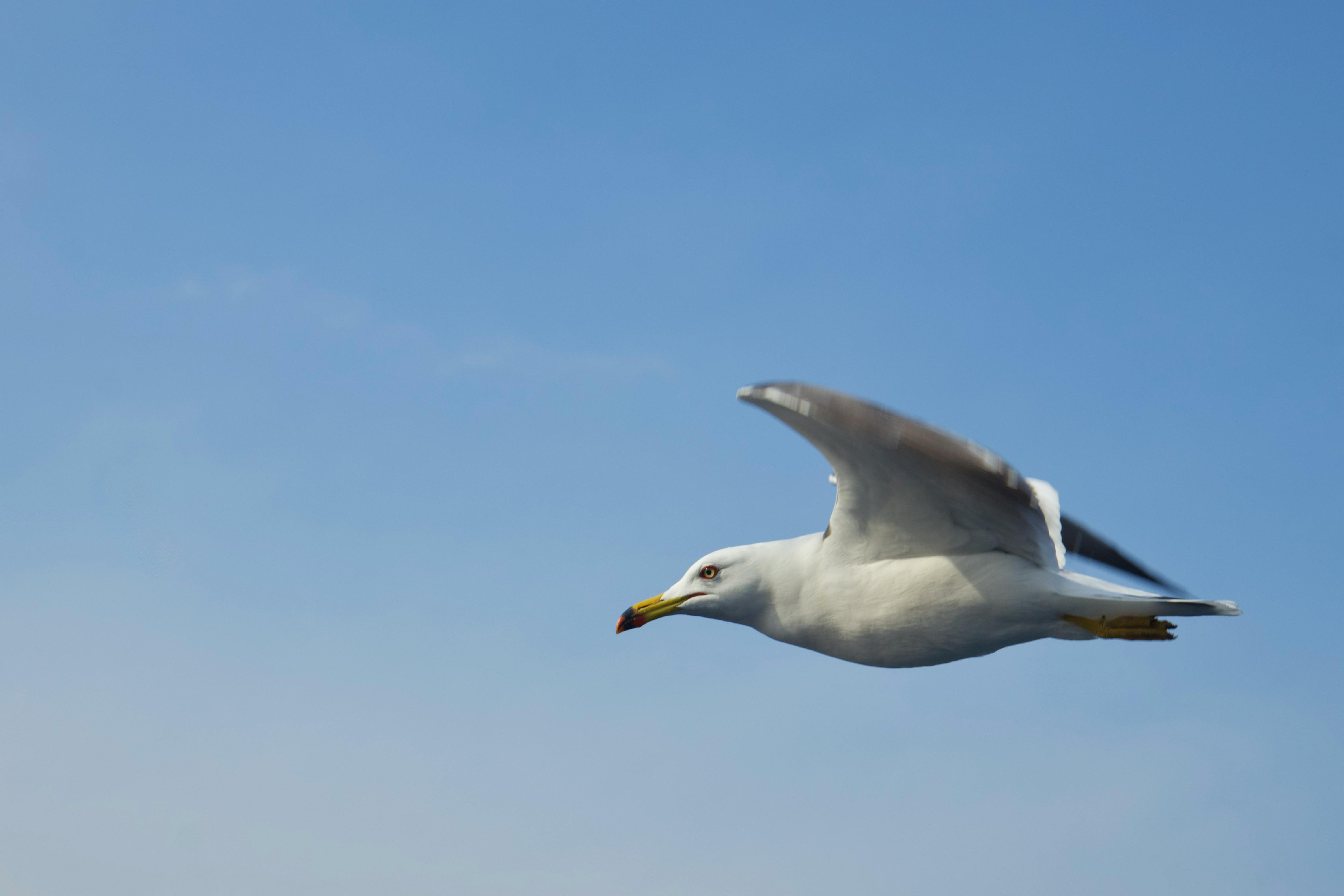 Seagull soaring over clear blue skies in Ine · Free Stock Photo