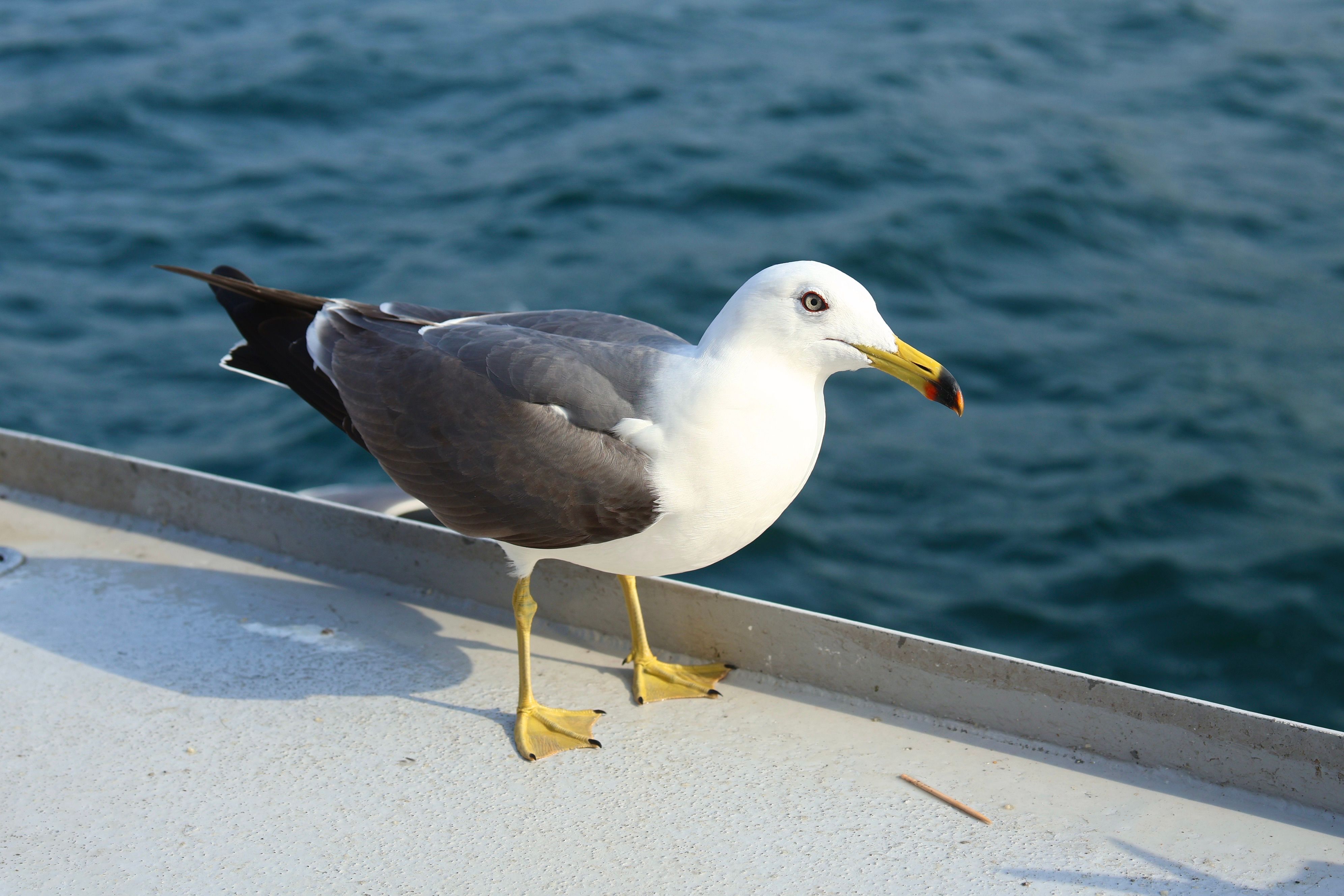 Seagull on Boat in Ine, Kyoto, Japan · Free Stock Photo
