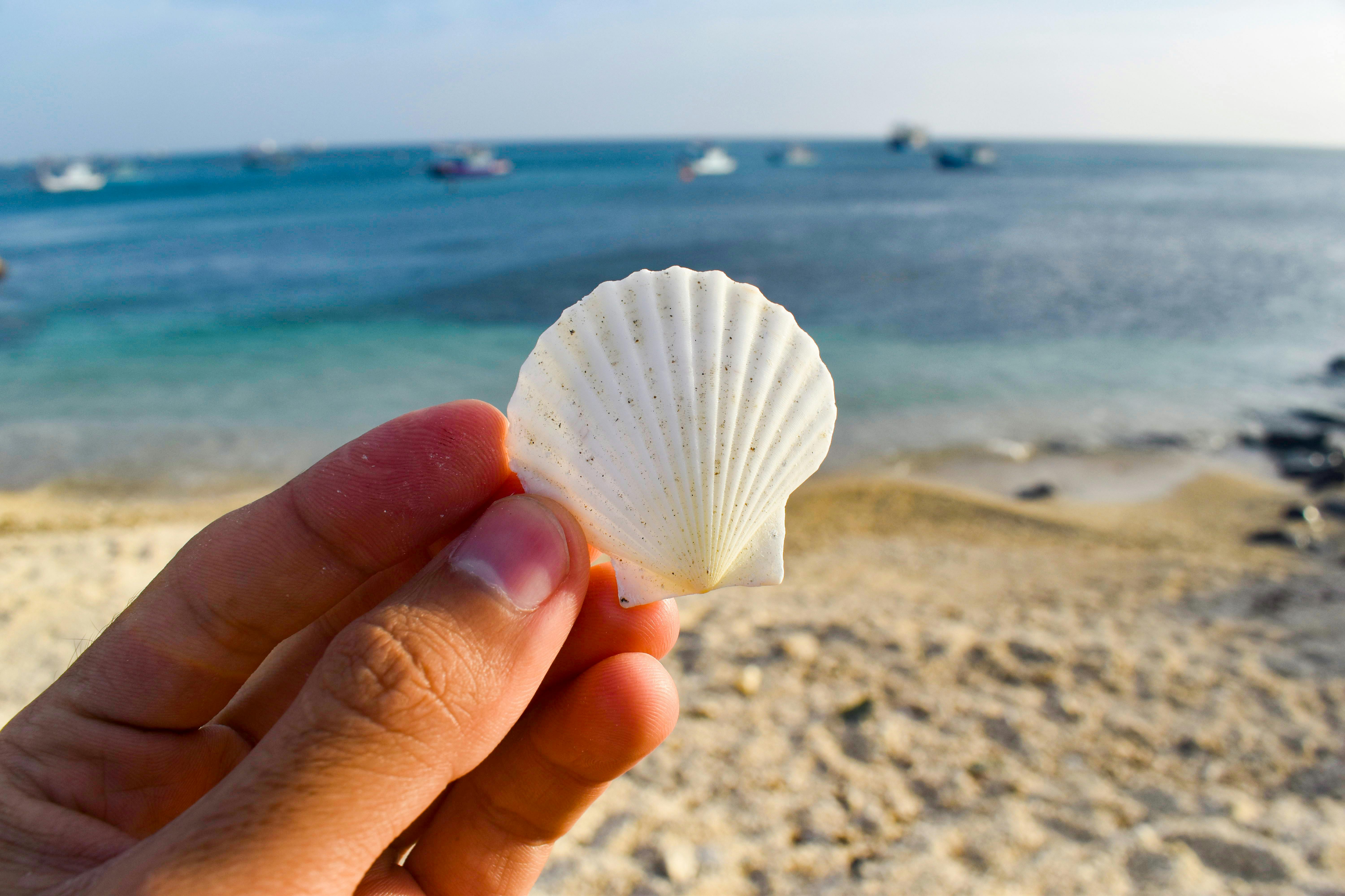 Seashell Held on a Sunny Beach with Ocean View · Free Stock Photo