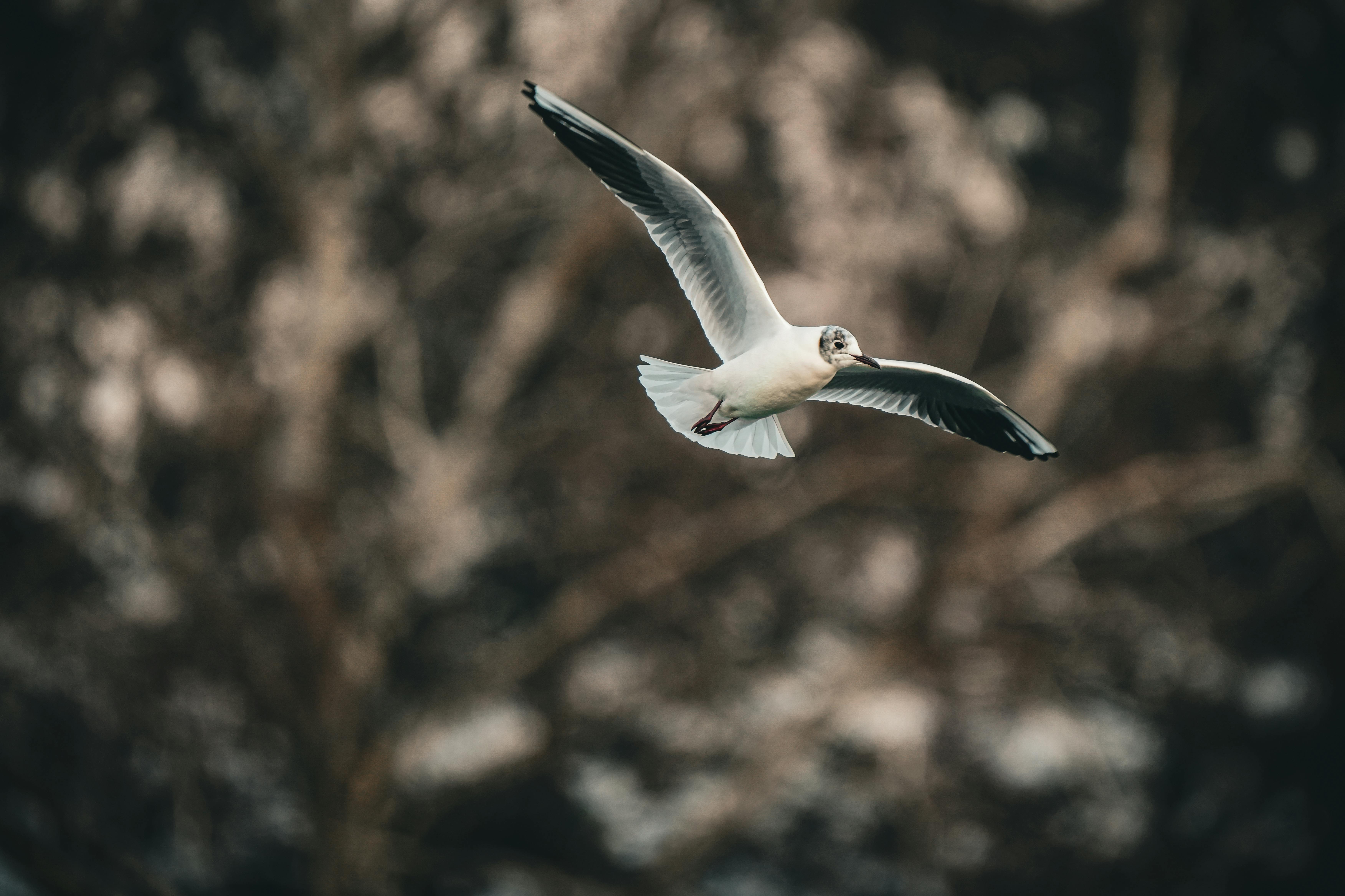 Bird Breaking Free Photos, Download The BEST Free Bird Breaking Free ...