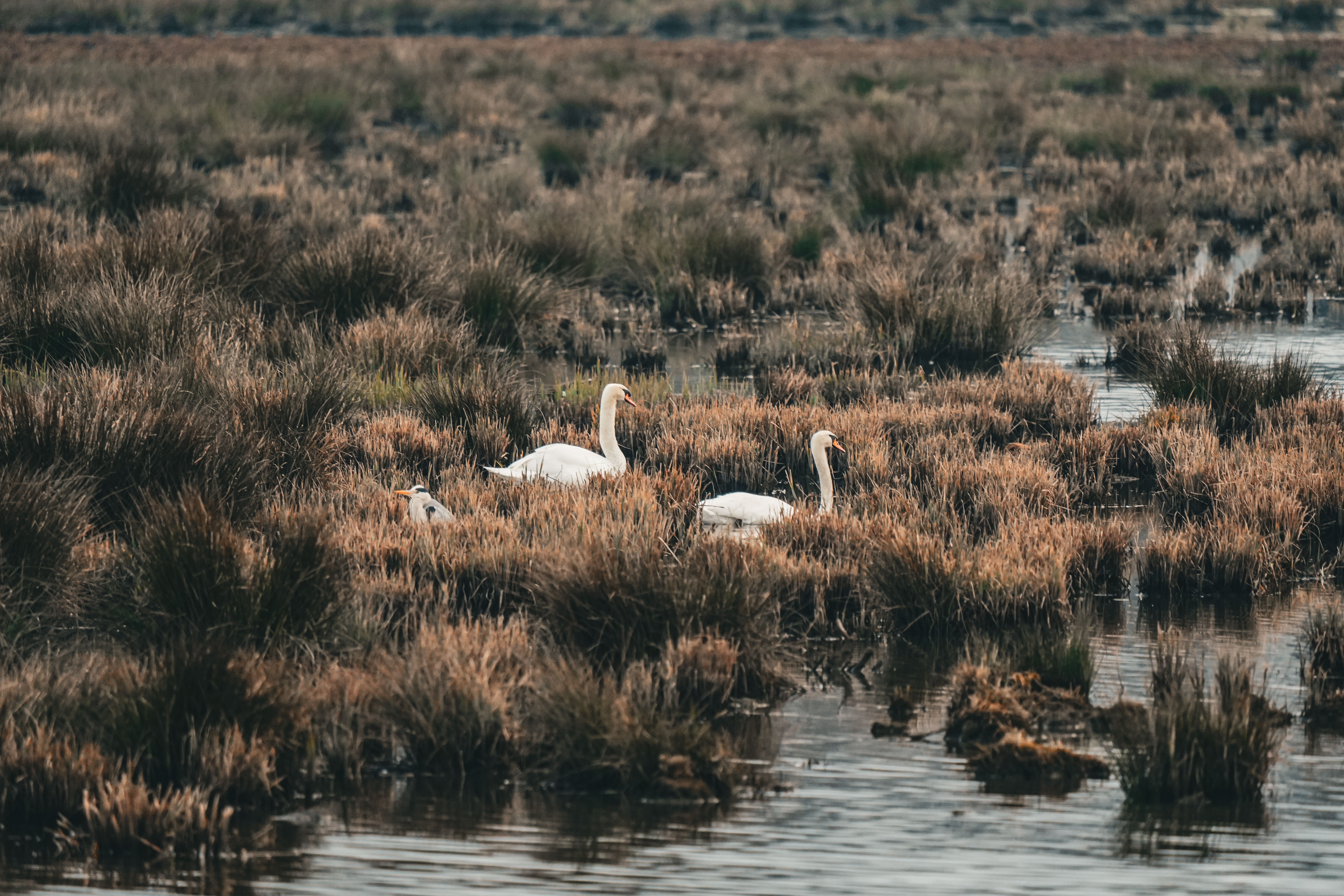 Tranquil Swans in Serene Marshland Landscape · Free Stock Photo