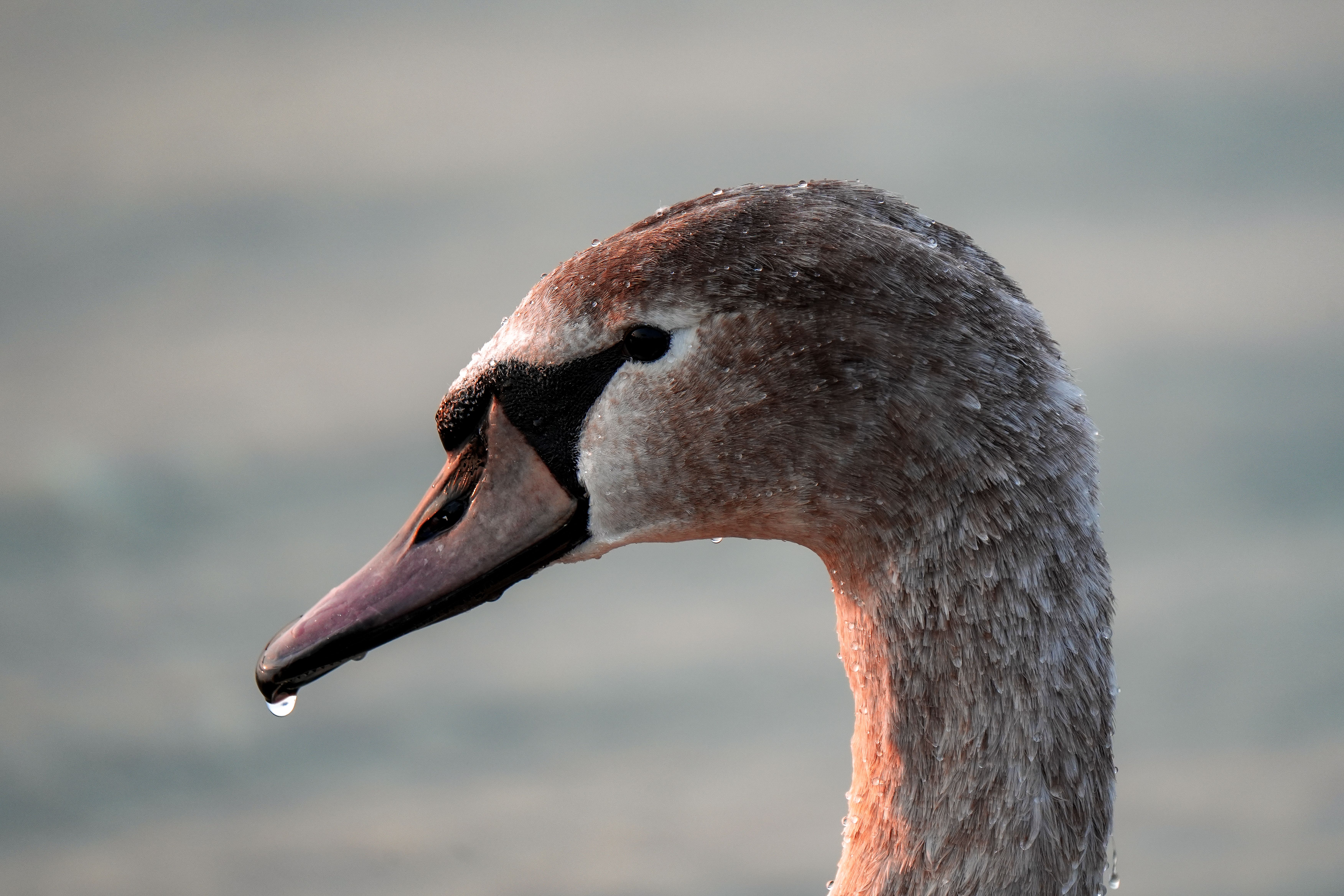 Close-Up of a Swan with Dewy Feathers · Free Stock Photo