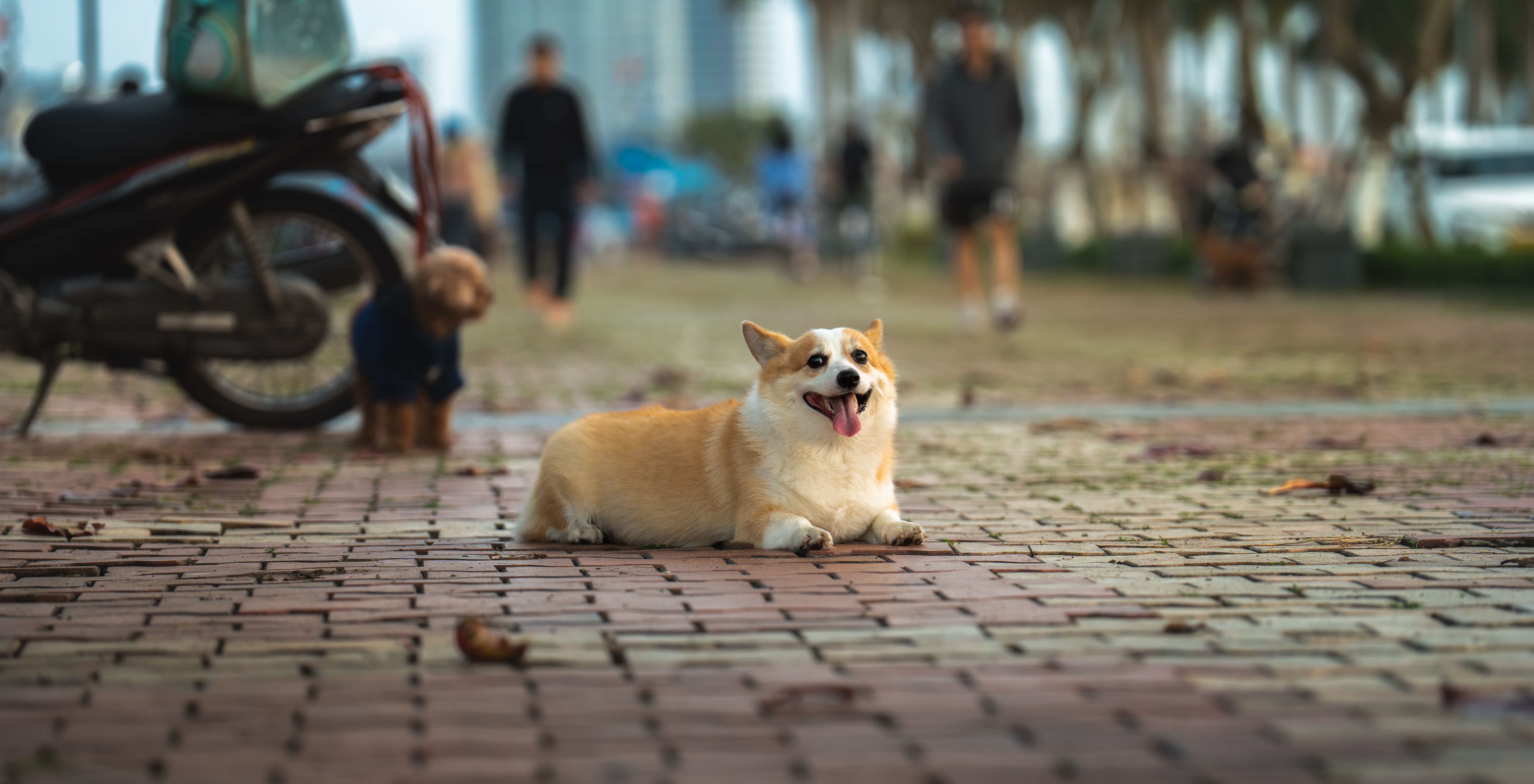 Happy Corgi Sitting on Urban Sidewalk · Free Stock Photo